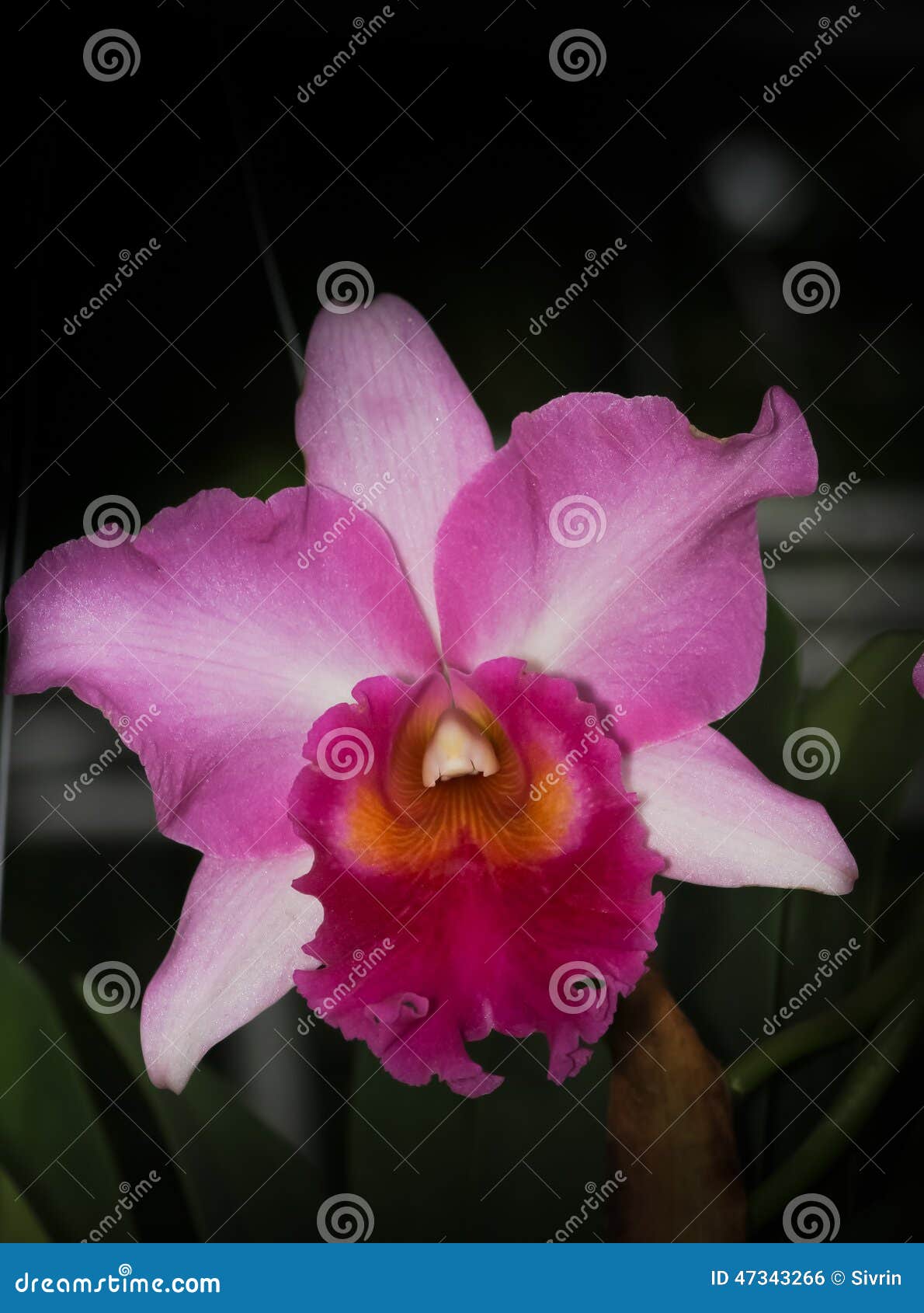 Pink Cattleya Orchid. stock photo. Image of orchid, blooms - 47343266