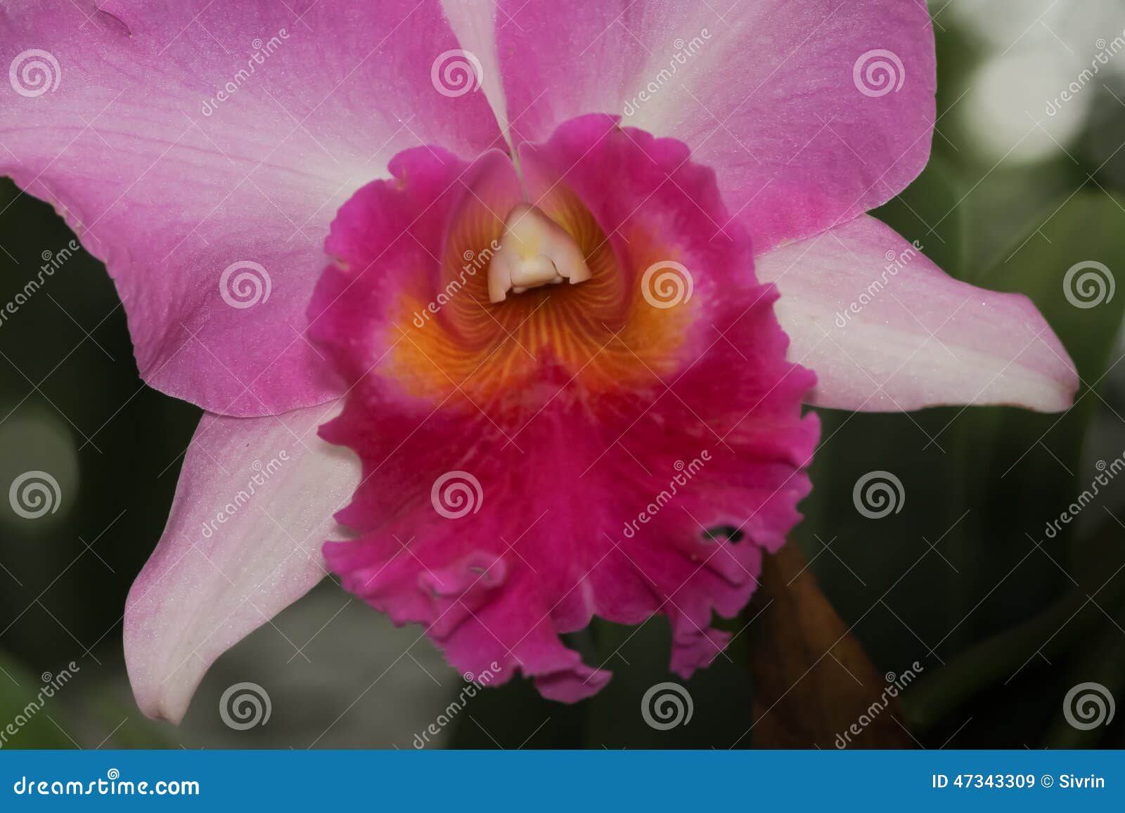 Pink Cattleya Orchid. stock image. Image of blossom, spring - 47343309