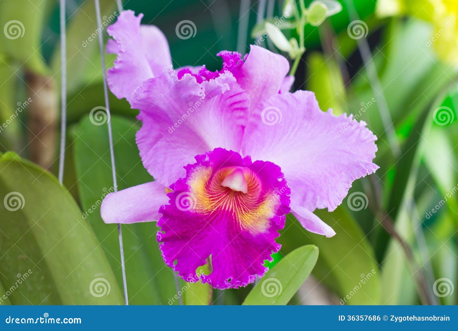 Pink Cattleya Orchid Flower. Stock Photo - Image of flower, beautiful ...