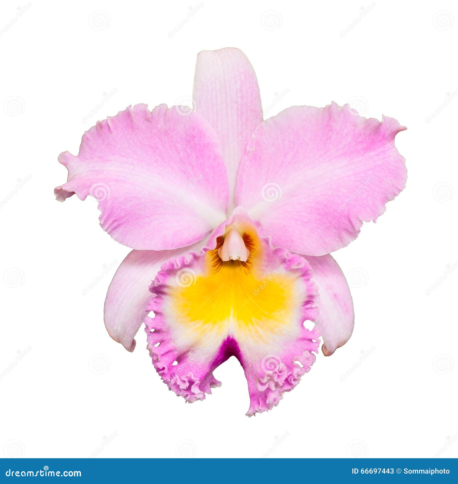 Pink Cattleya Orchid stock image. Image of blooms, vine - 66697443