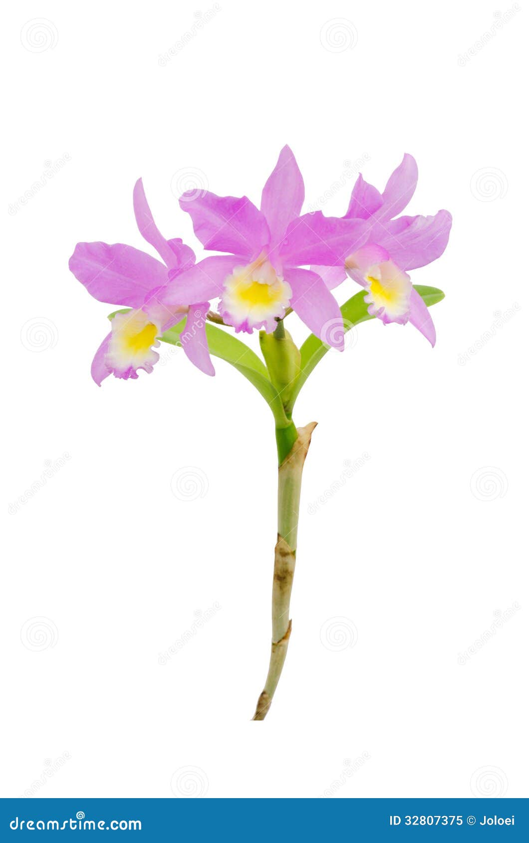 Pink cattleya orchid stock image. Image of green, blossom - 32807375