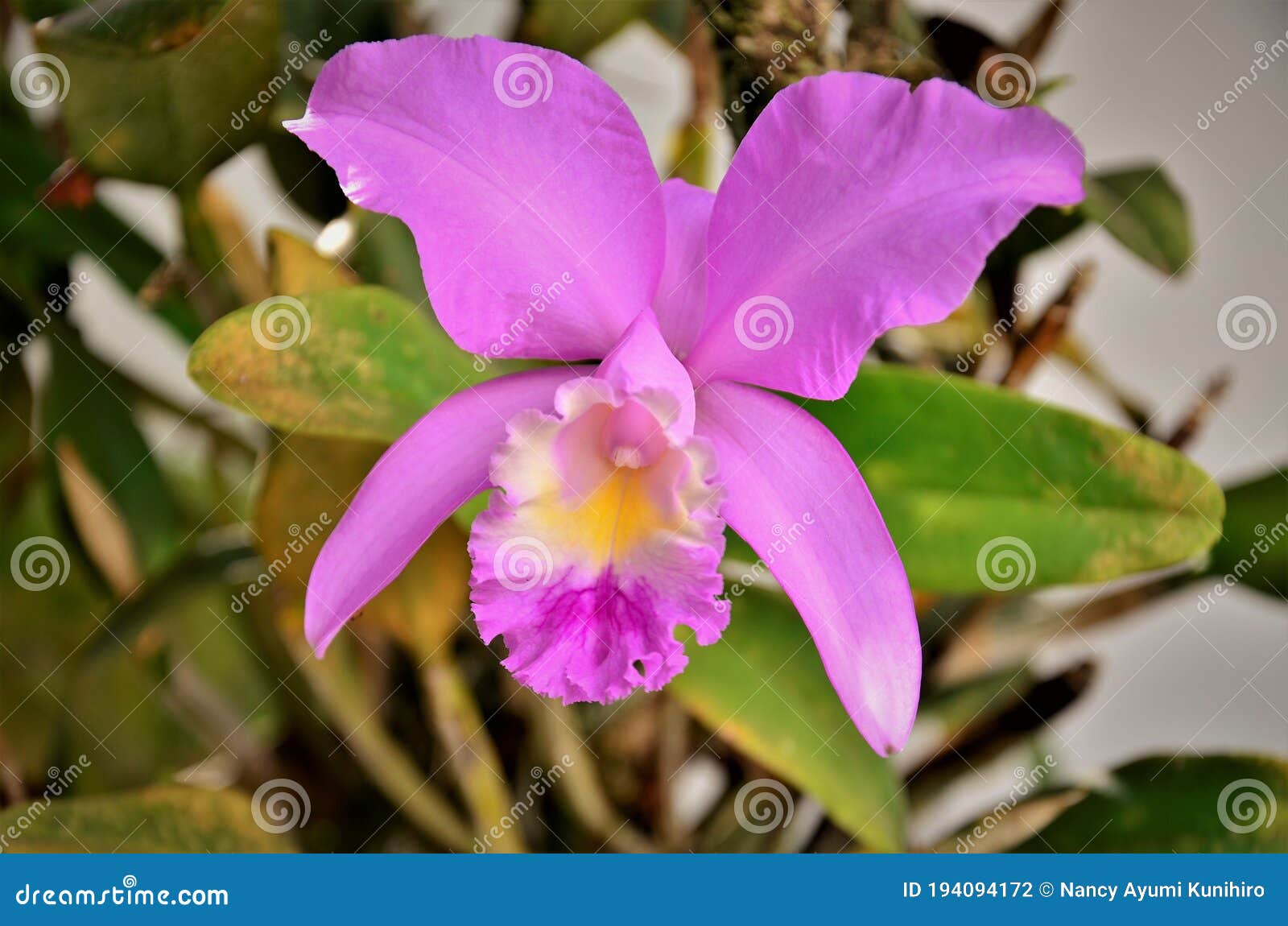 The Pink Cattleya Orchid in the Yard Stock Photo - Image of yardn ...