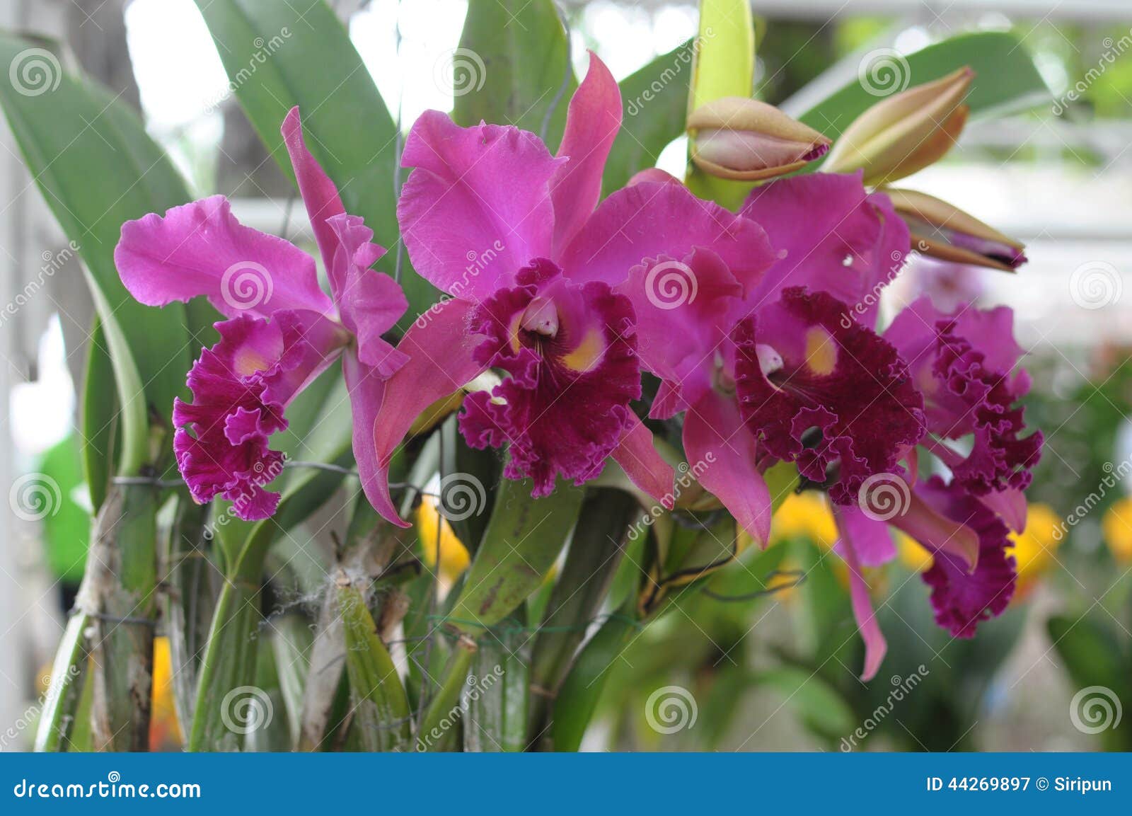 Pink cattleya orchids stock image. Image of environment - 44269897