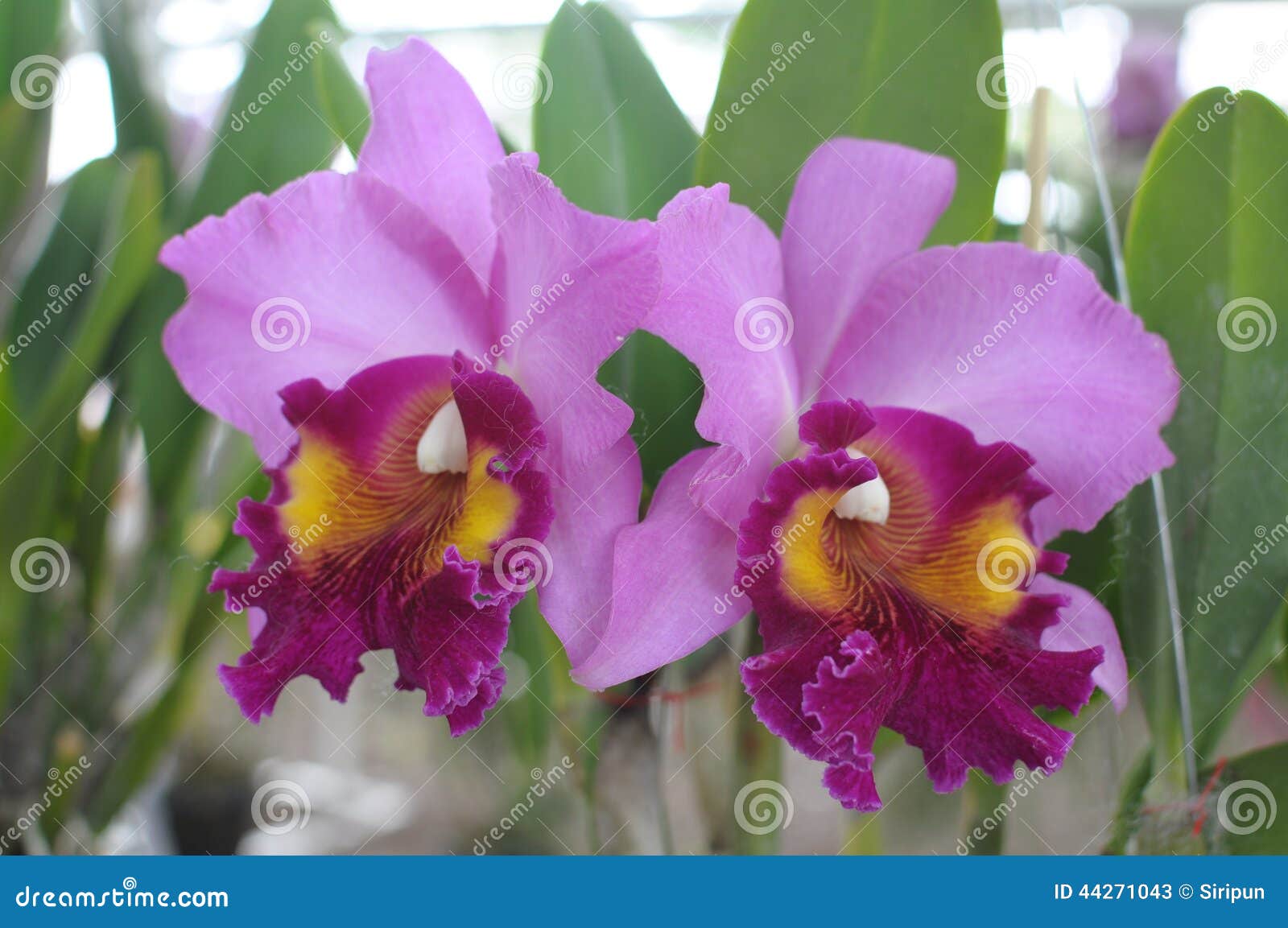 Pink cattleya orchids stock image. Image of texture, background - 44271043