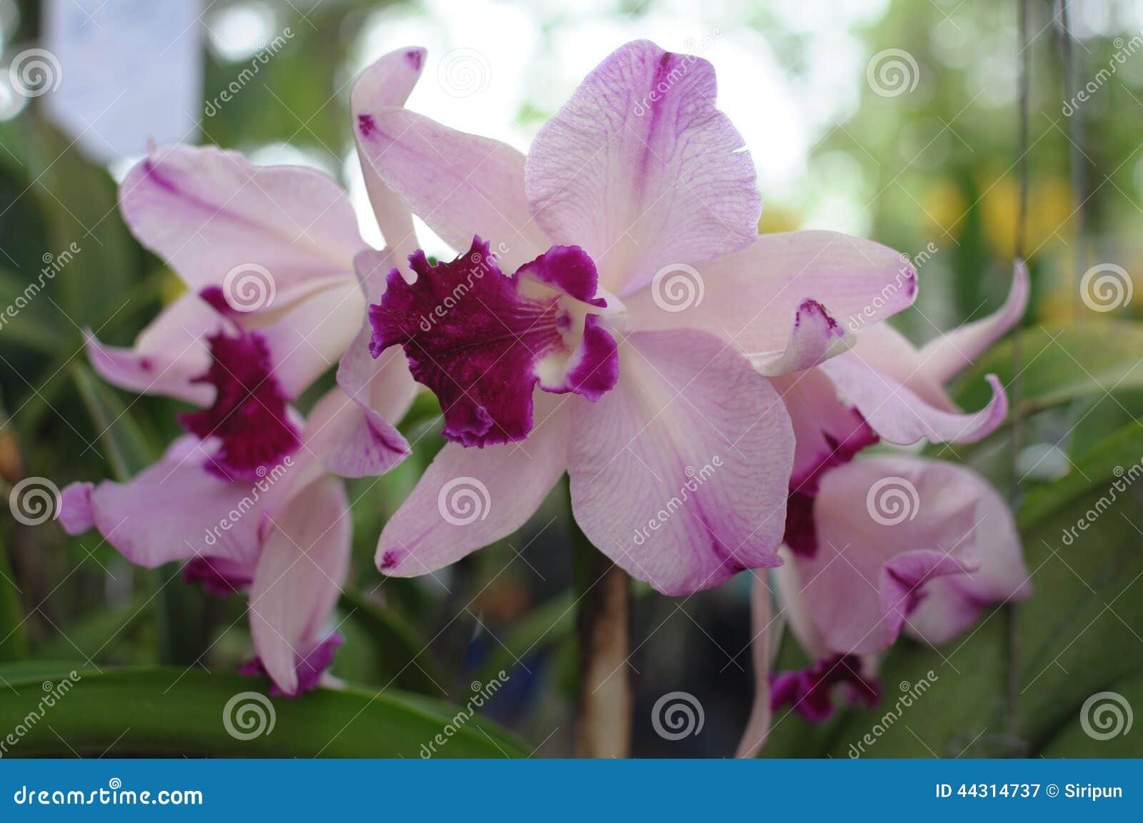 Pink cattleya orchids stock image. Image of orchids, backgrounds - 44314737