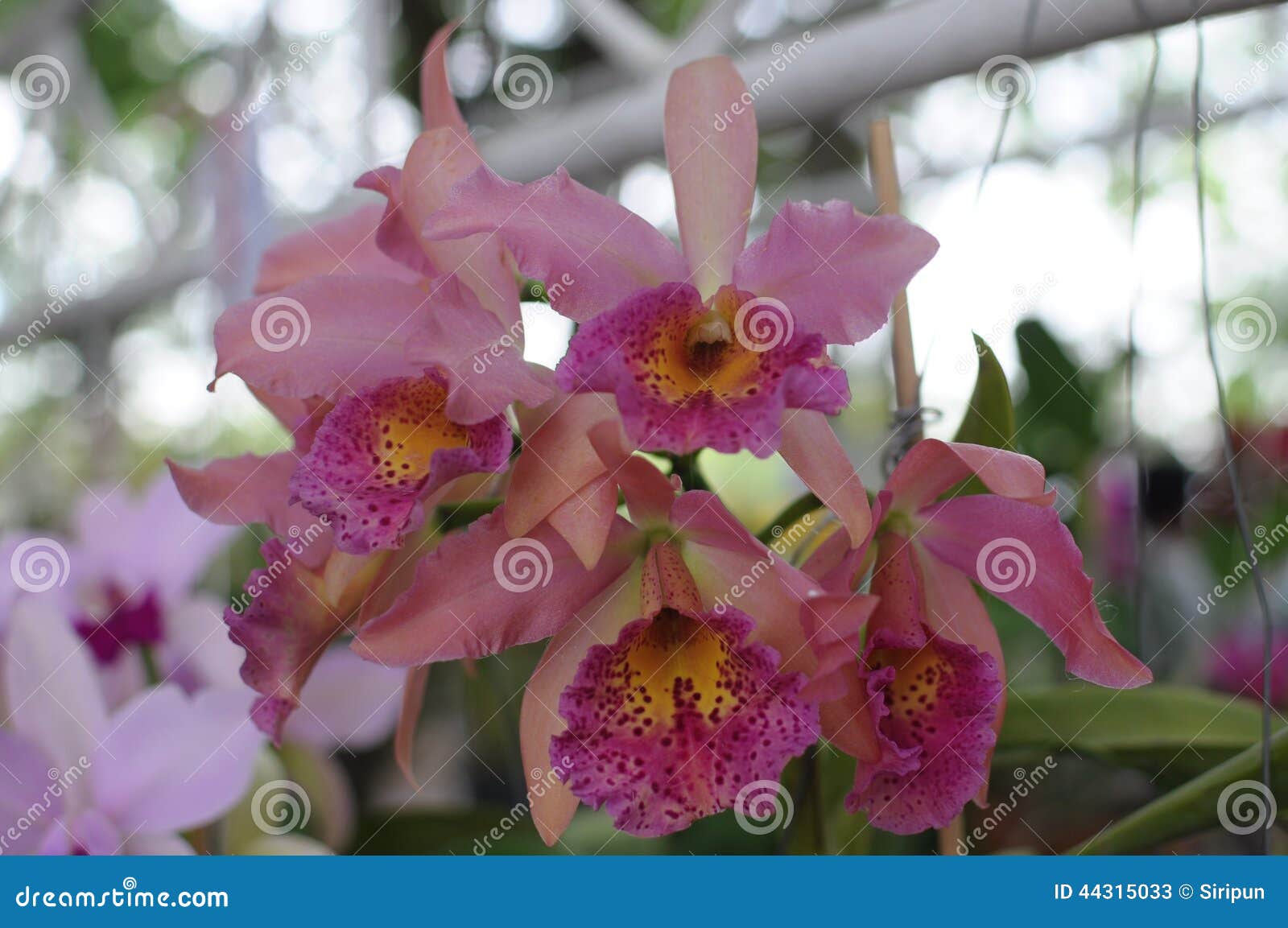Pink cattleya orchids stock image. Image of yellow, background - 44315033