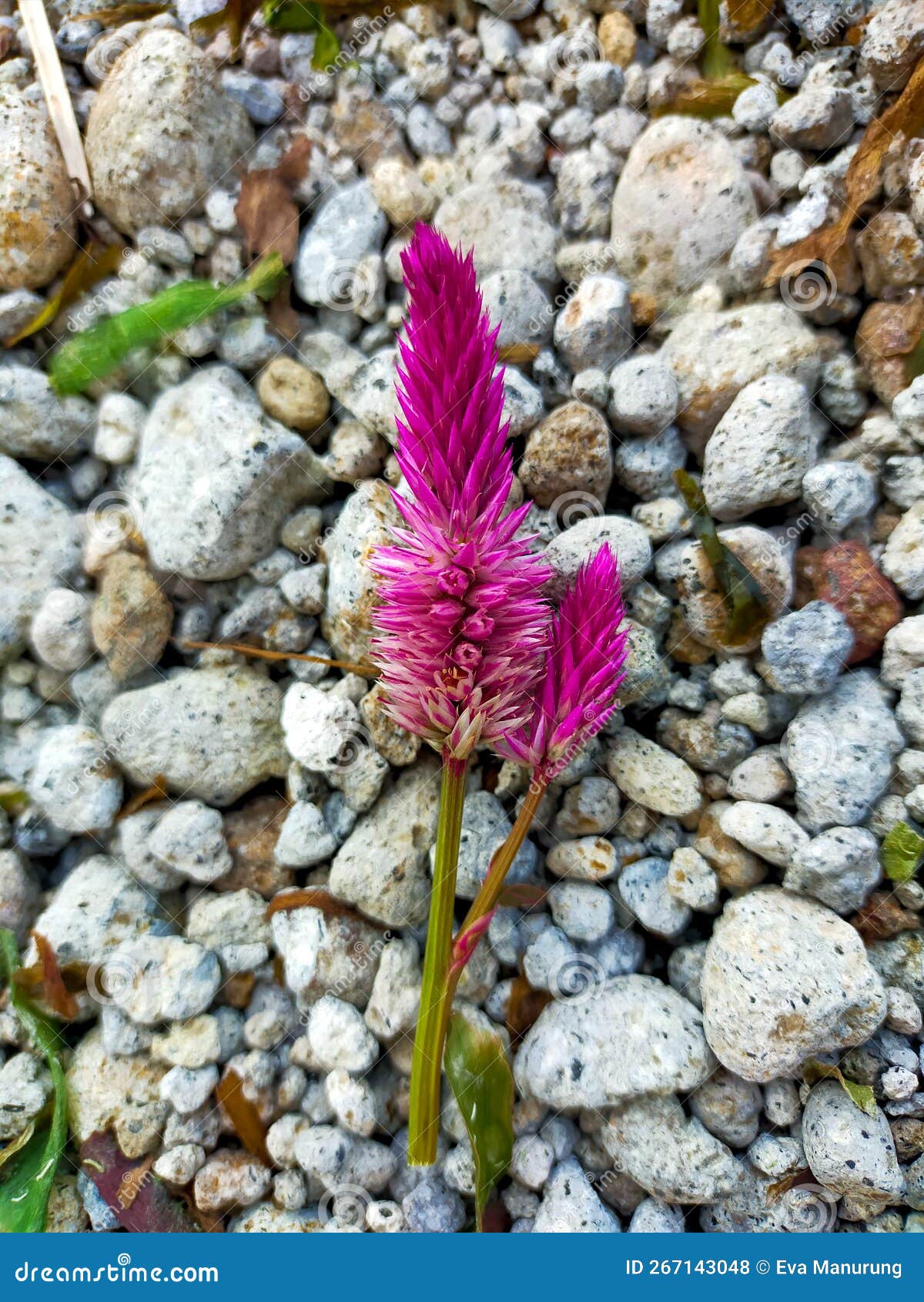 Elosia Stock Photos - Free & Royalty-Free Stock Photos from Dreamstime