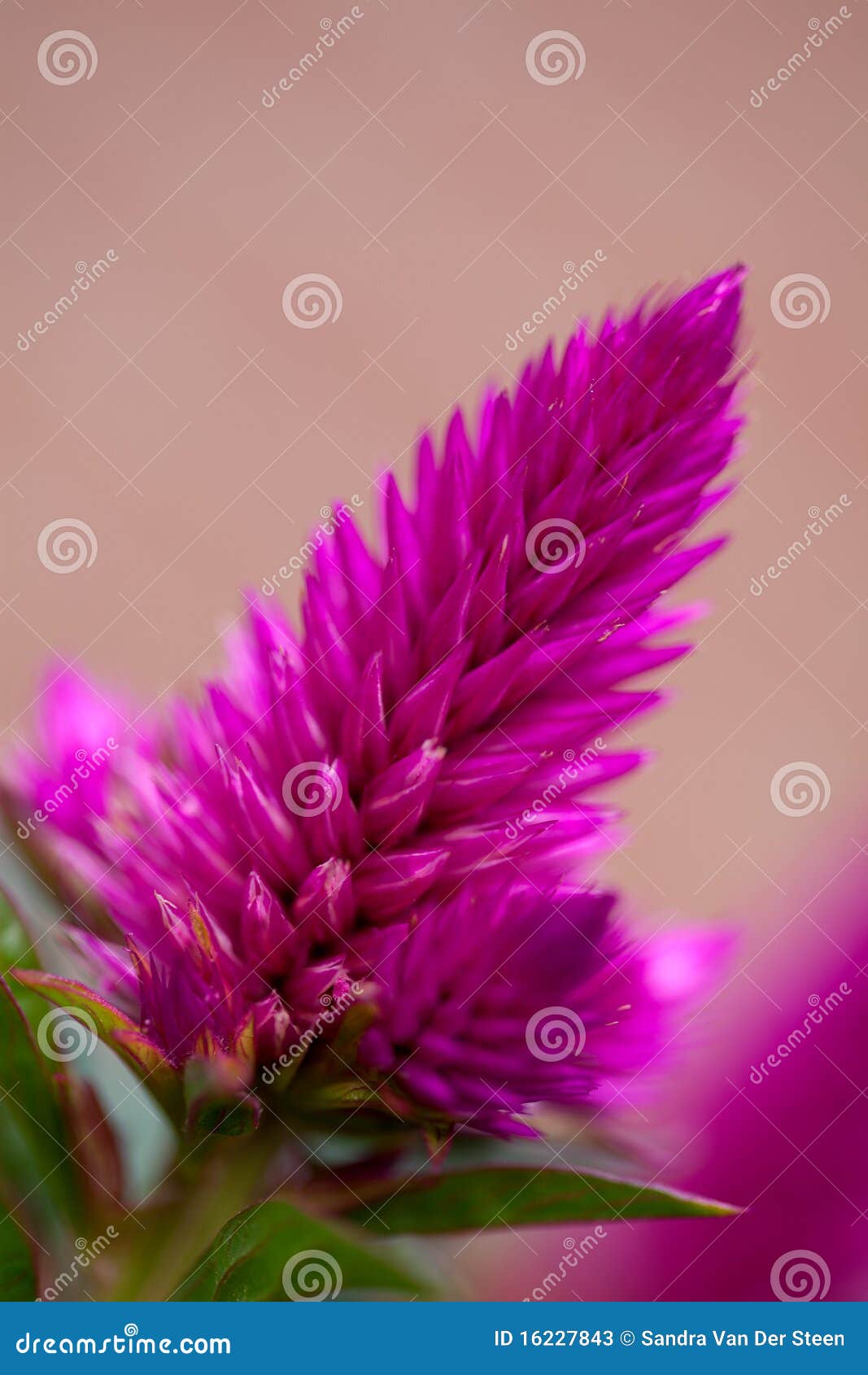 Pink Celosia Venezuela Flower Stock Image - Image of blossom, botanical ...