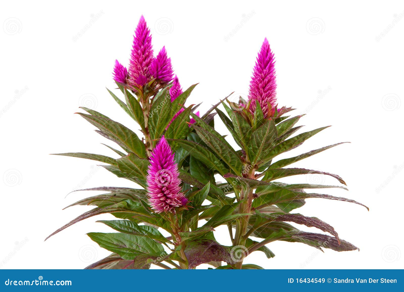 Pink Celosia Venezuela Plant in Closeup Stock Image - Image of leaves ...