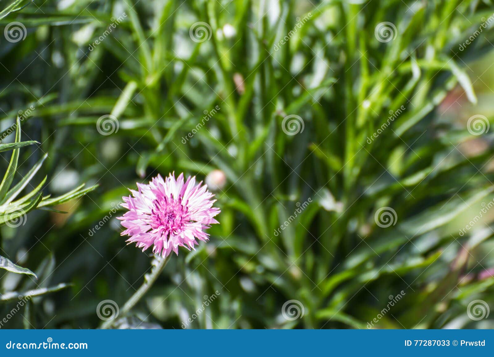 Pink Centaurea Cyanus Flower Stock Image - Image of flower, nature ...