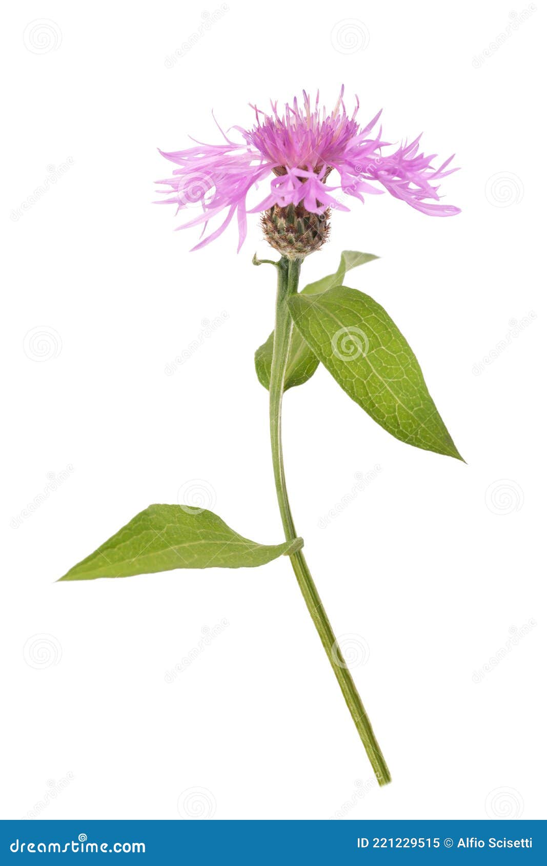 Pink centaurea flower stock image. Image of meadow, thistle - 221229515