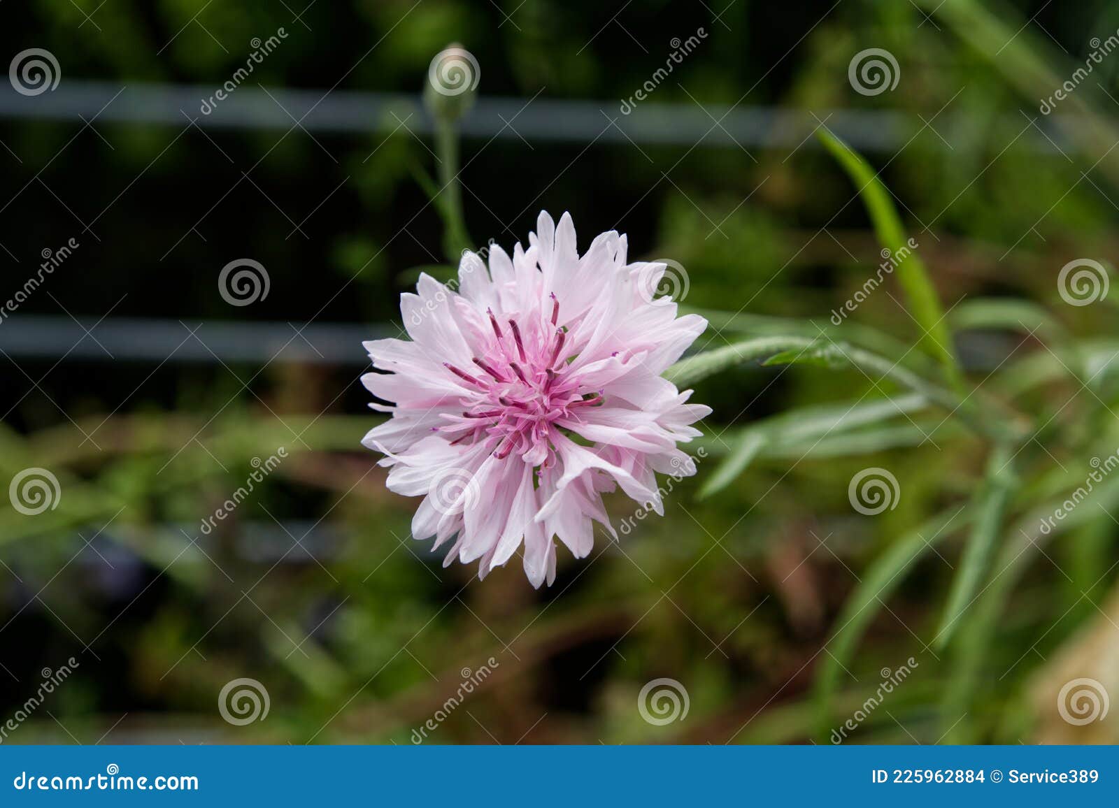 Pink centaurea in the sun stock photo. Image of flower - 225962884