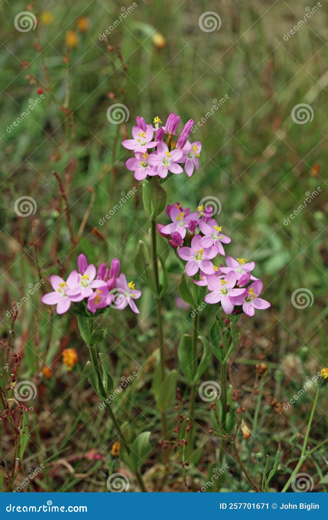 Pink Centaury Flowers in Close Up Stock Image - Image of pink ...