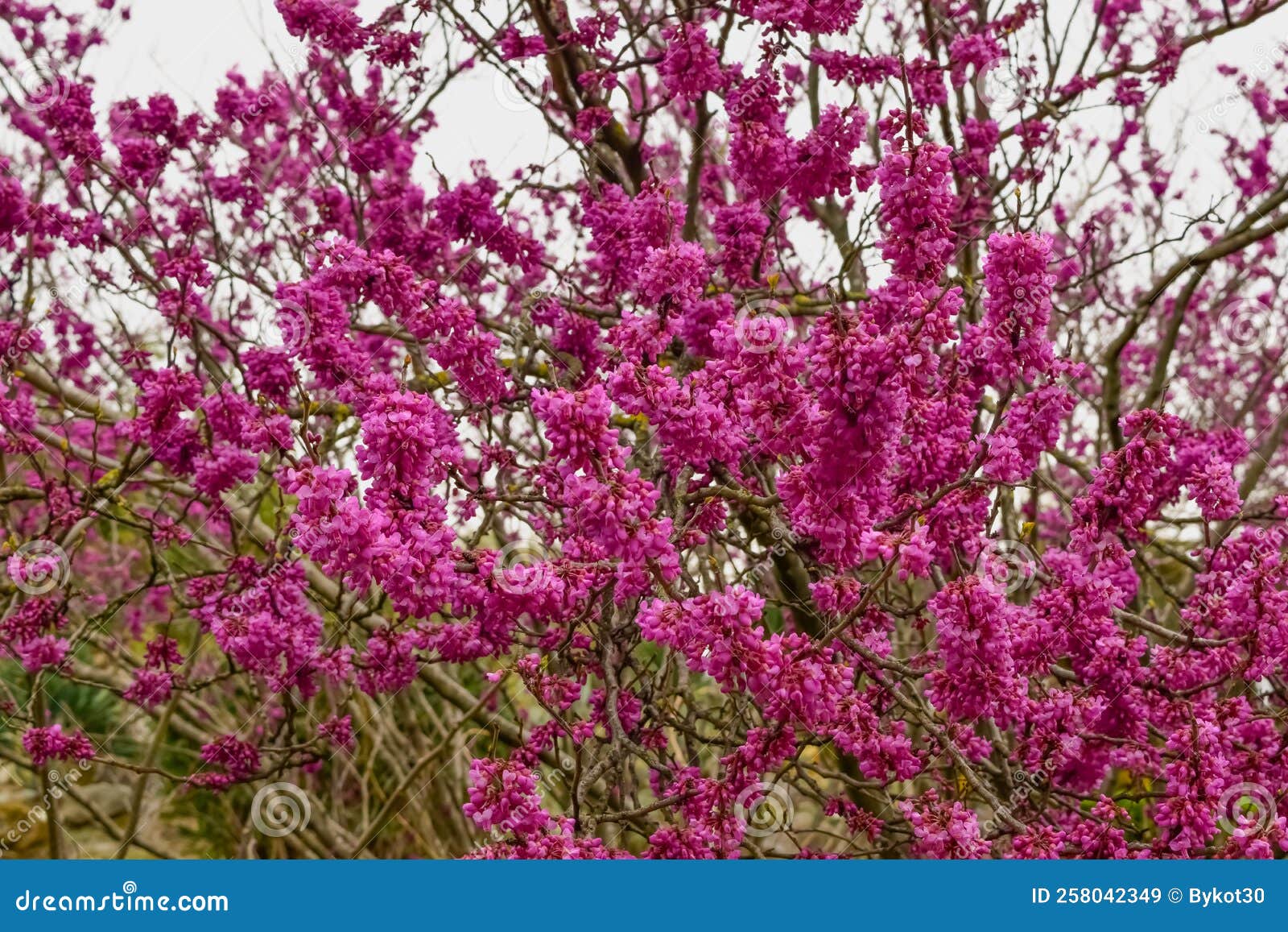 Pink Cercis Flowers in the Park. Stock Image - Image of blossom, petal ...