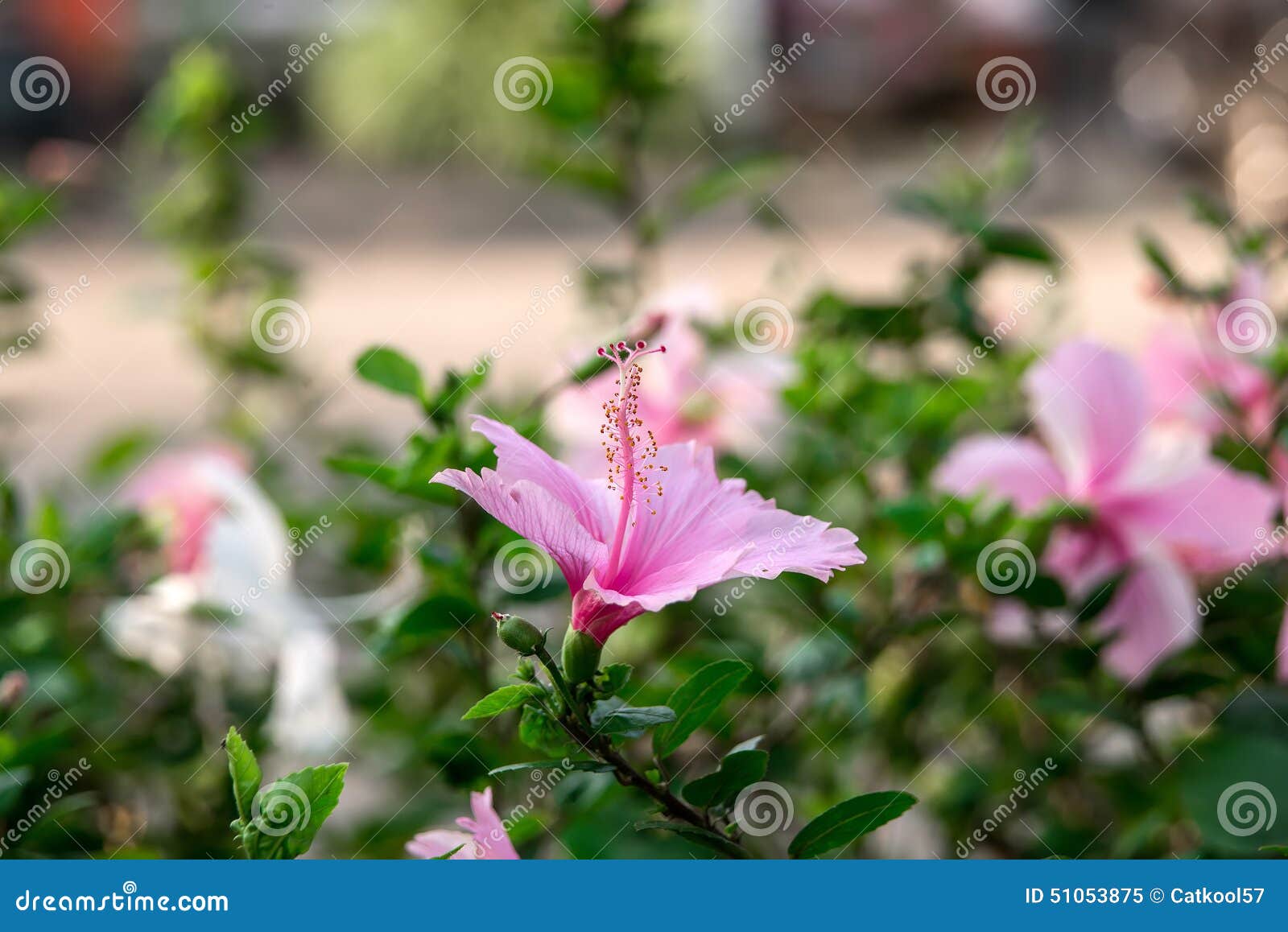 Pink chaina rose stock image. Image of leaf, summer, chaina - 51053875