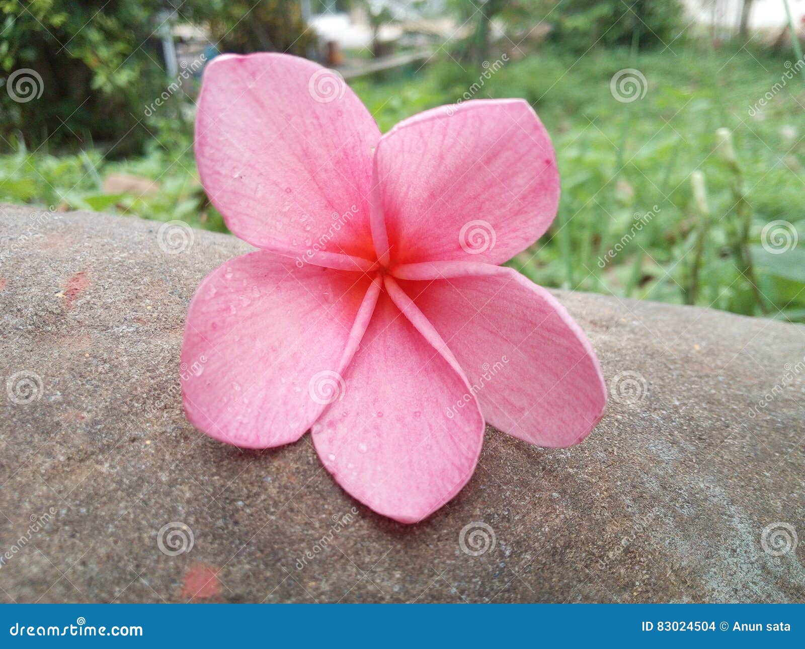 Pink Champa Flower Thailand Stock Photo - Image of thailand, yala: 83024504