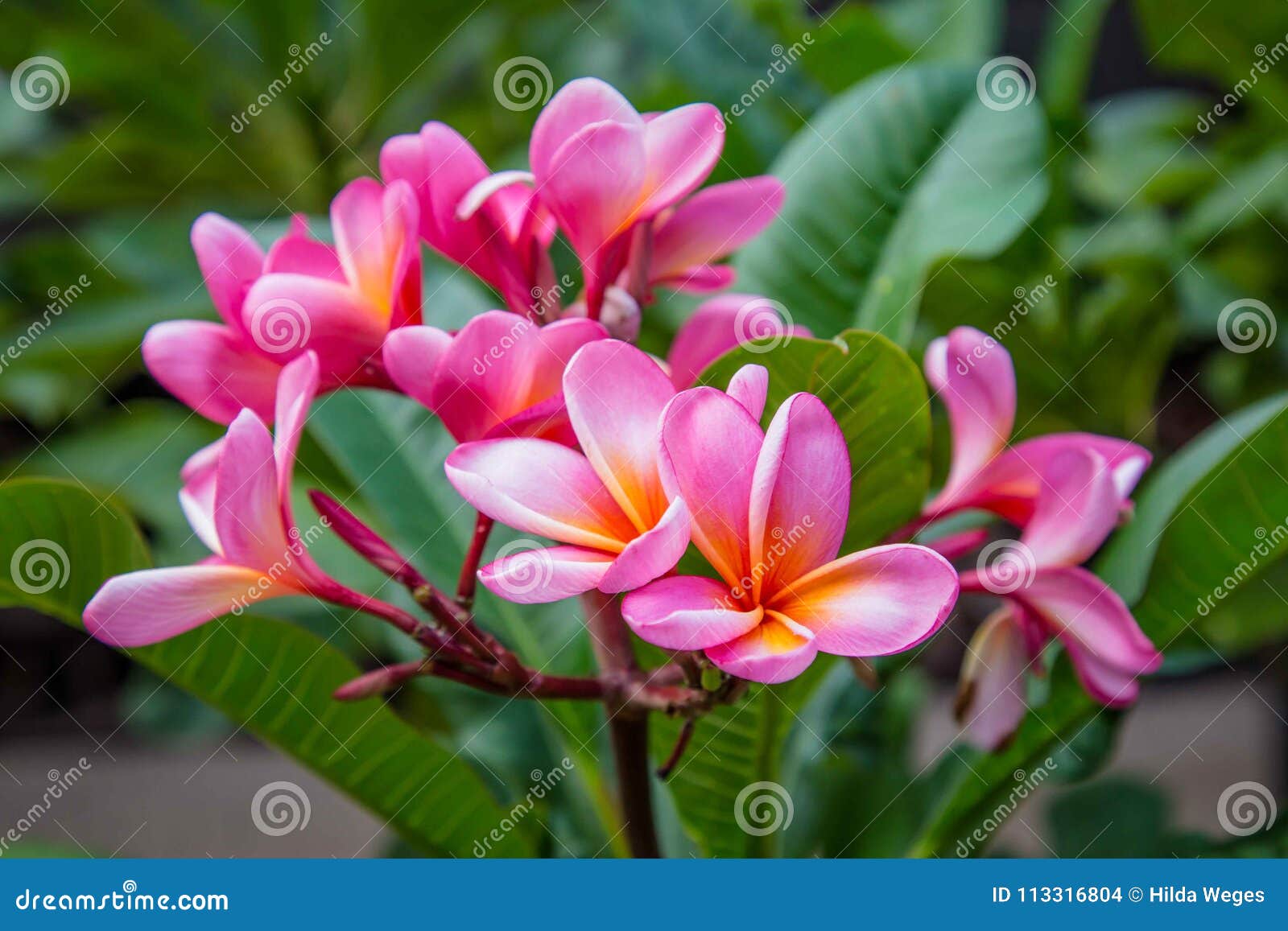 Pink Champa Flowers in Indonesia Stock Photo - Image of clean, love ...