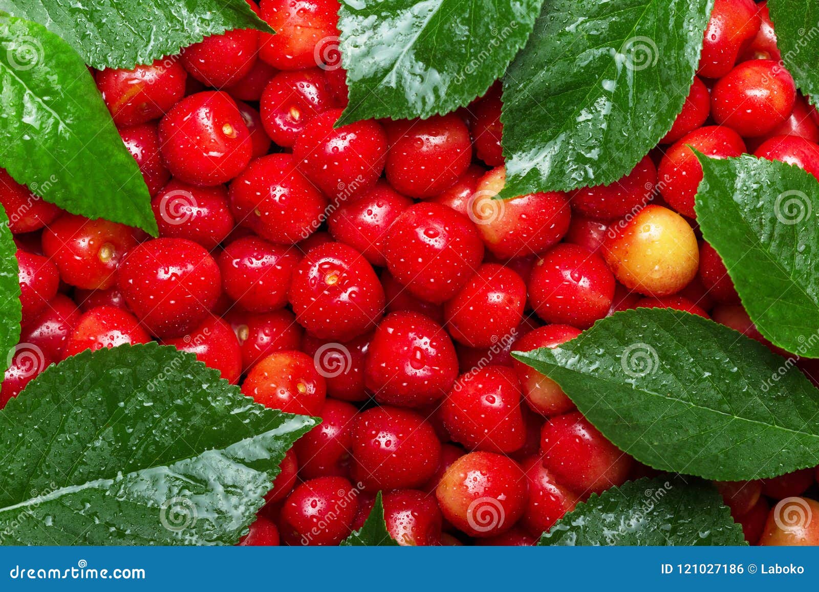 Pink Cherries Stock Photo | CartoonDealer.com #63866058