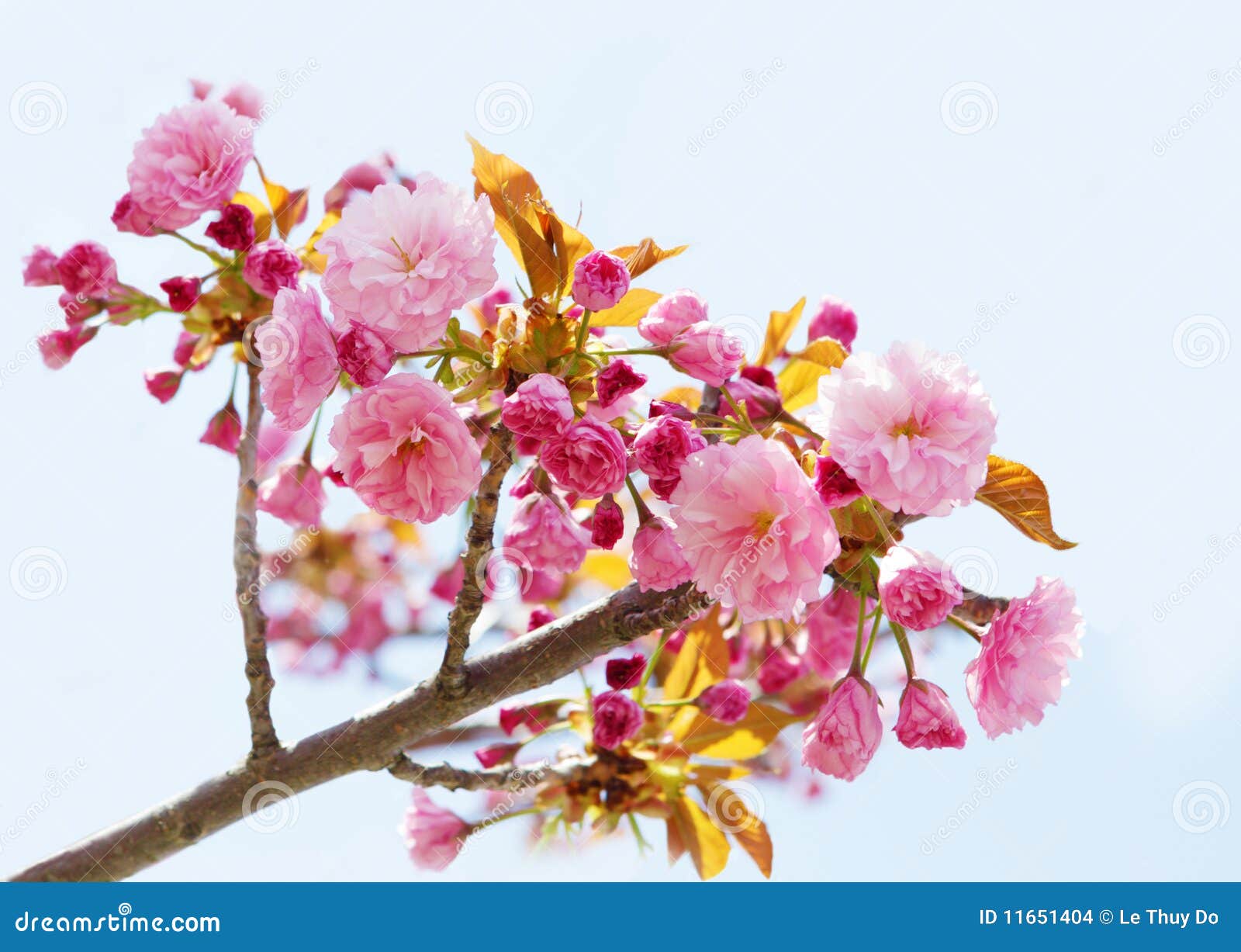 Pink Cherry stock photo. Image of closeup, natural, blue - 11651404