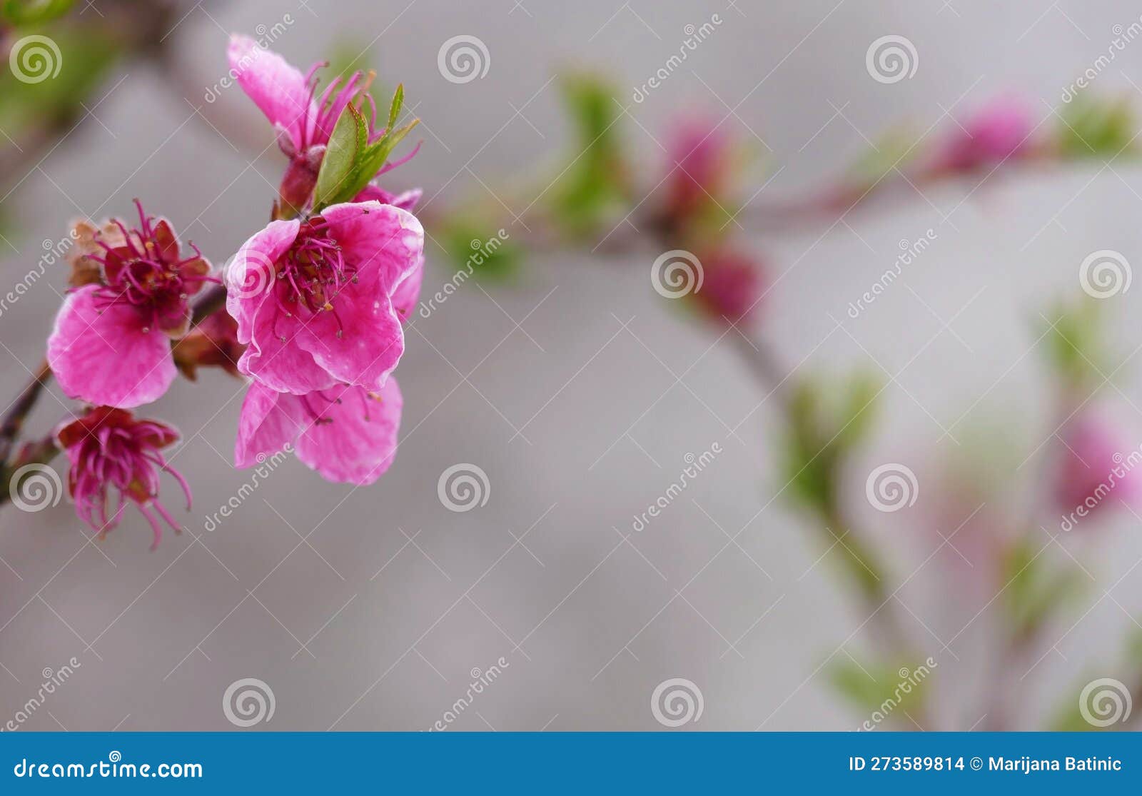 Pink Cherry Blossom Branch on Green Background in Spring Stock Photo ...