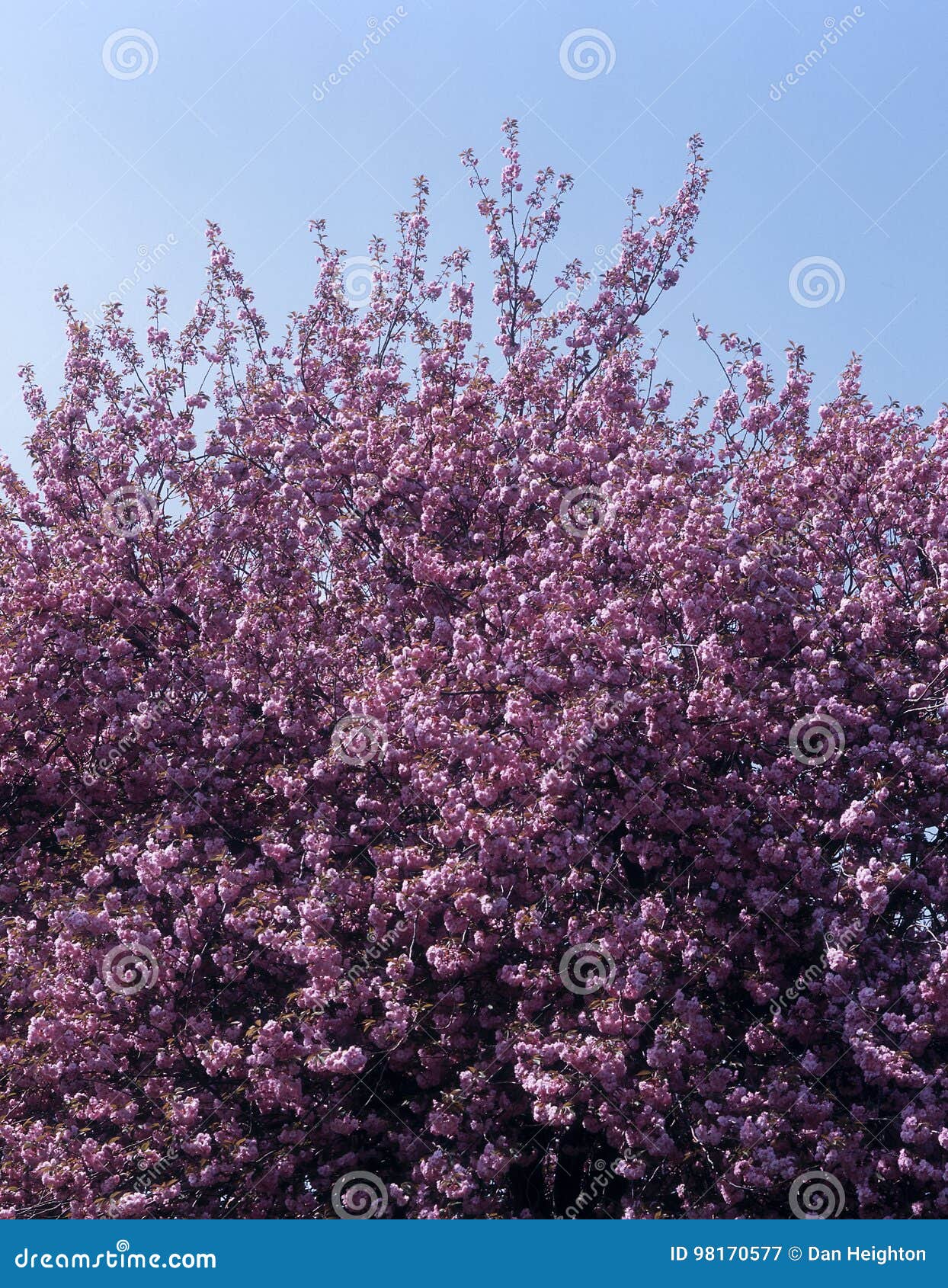 Pink Cherry Blossom bush stock image. Image of colourful - 98170577