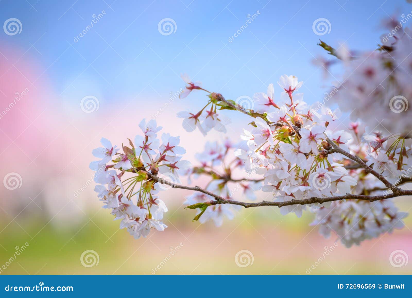 Pink Cherry Blossom in Japan Stock Image - Image of fukushima, cherry ...