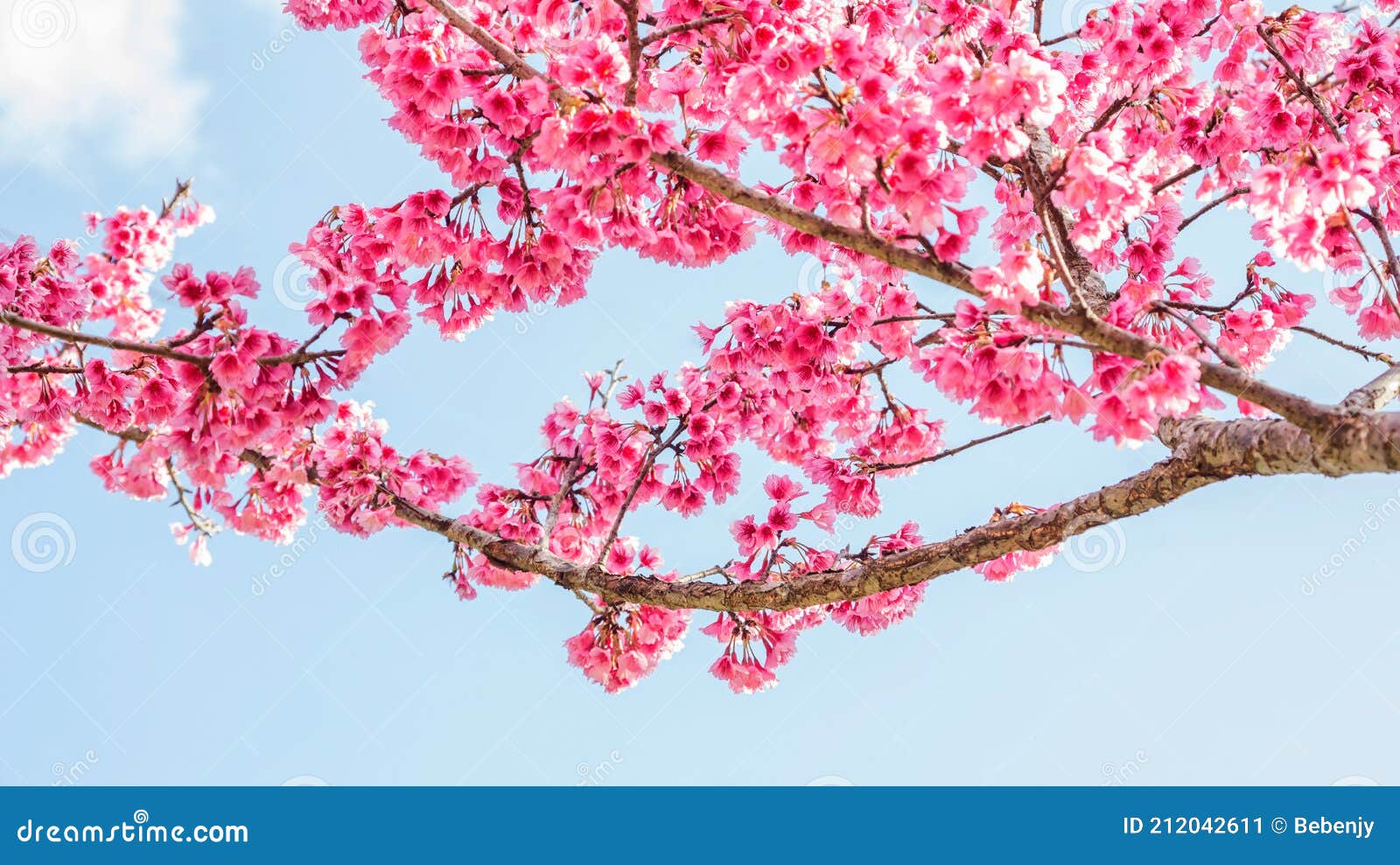 Pink Cherry Blossom Sakura in a Garden Stock Image - Image of bloom ...