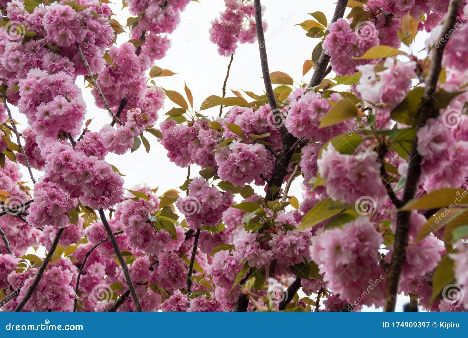 Pink Cherry Blossom Sakura Tree Isolated on White Background Stock ... Pink Cherry Blossom Sakura Tree Isolated on White Background Stock ...