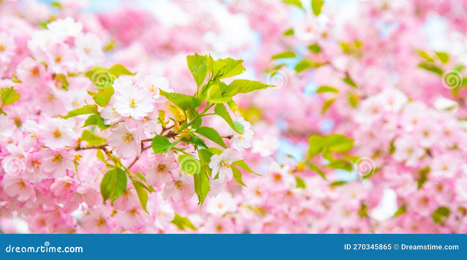 Cherry Blossom, Spring Sakura Background, Selective Focus Stock Image ...