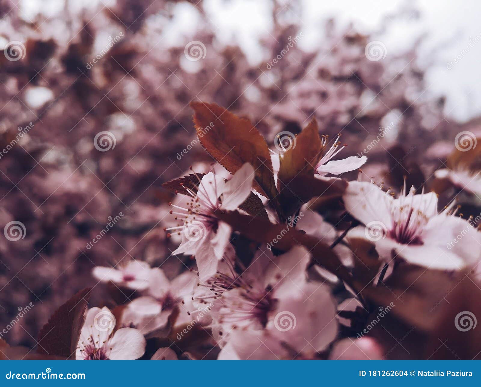 Pink Cherry Blossom. Blossom in the Spring Stock Photo - Image of ...
