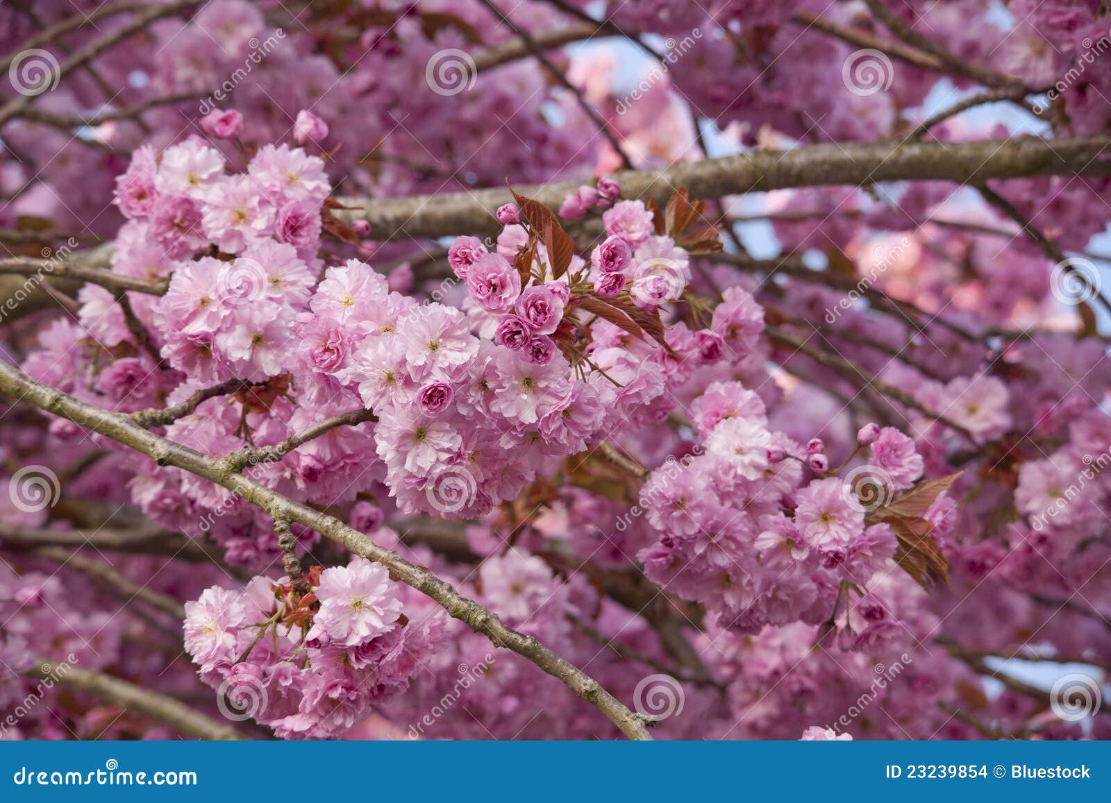 Pink cherry blossom tree stock photo. Image of season - 23239854