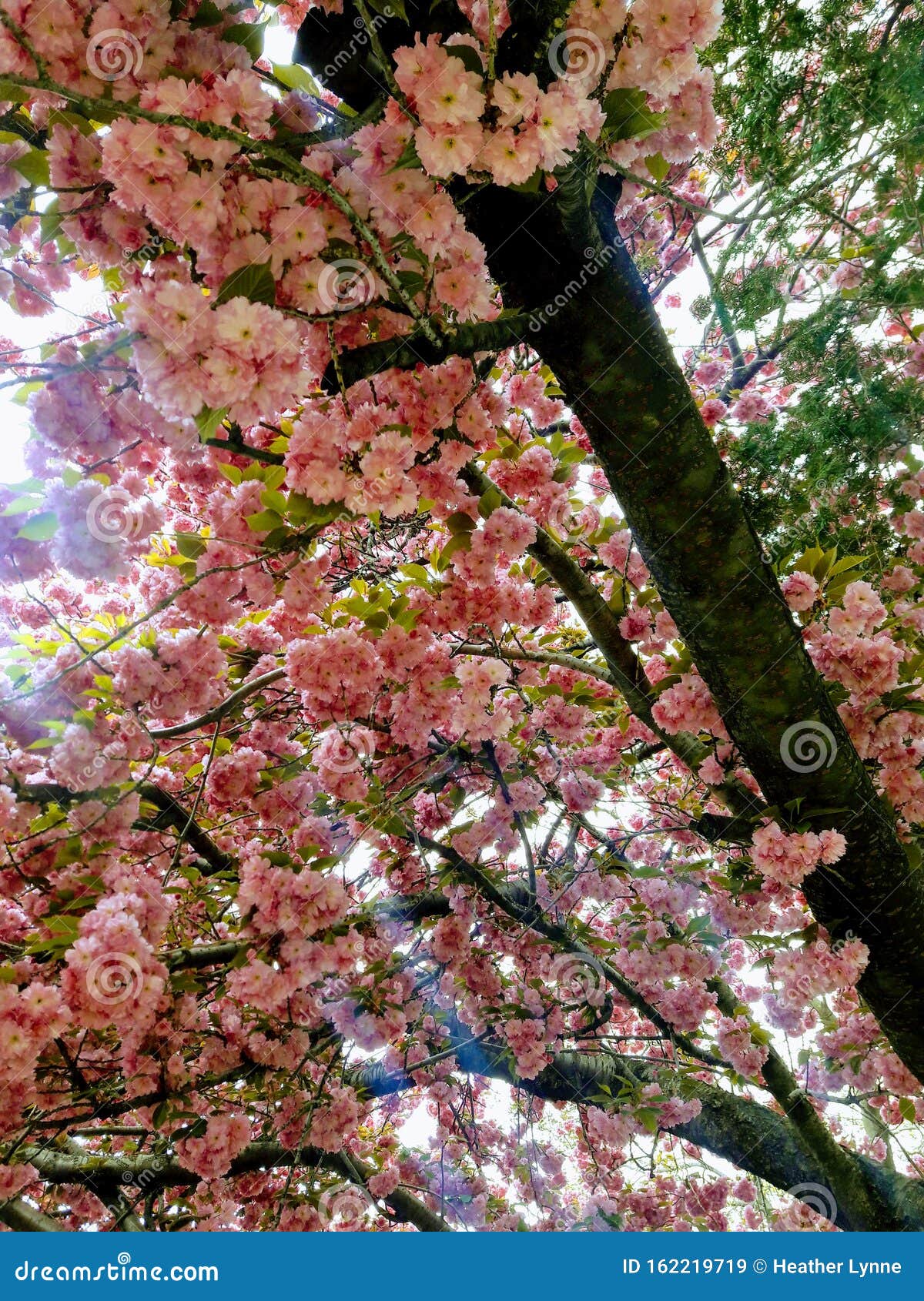 Pink Cherry Blossom Tree Branches Stock Image - Image of full, shinning ...