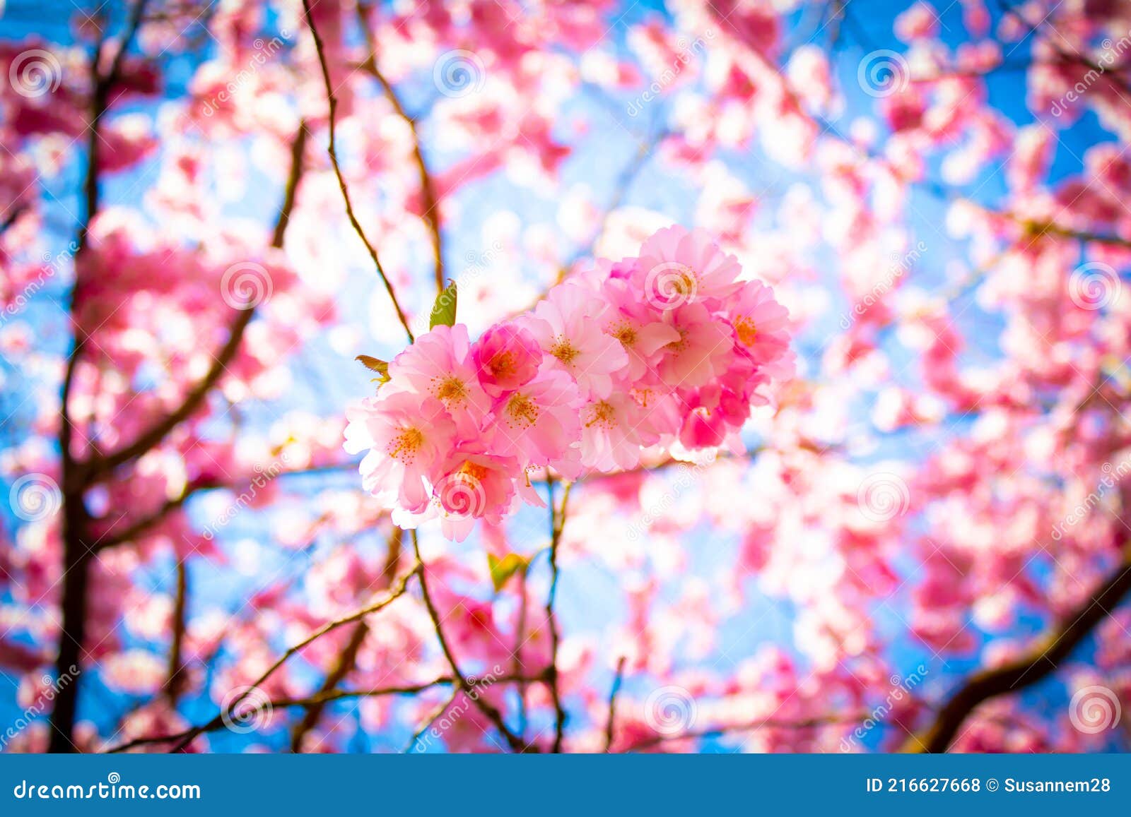 Pink Cherry Blossom Tree in Denmark Stock Photo - Image of tree, white ...