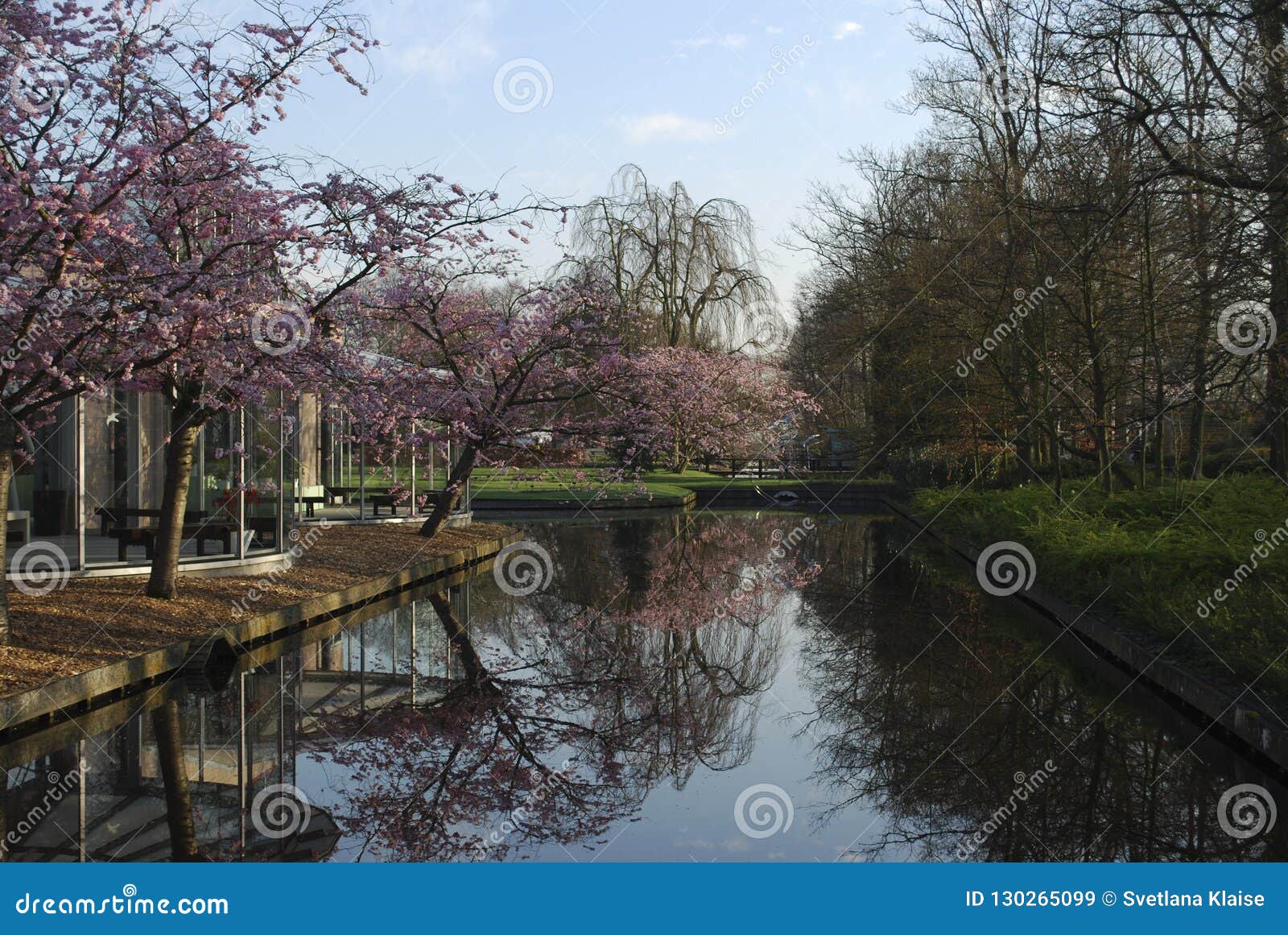 Pink Cherry Blossom Tree Grows on the River Side in the Park. Stock ...