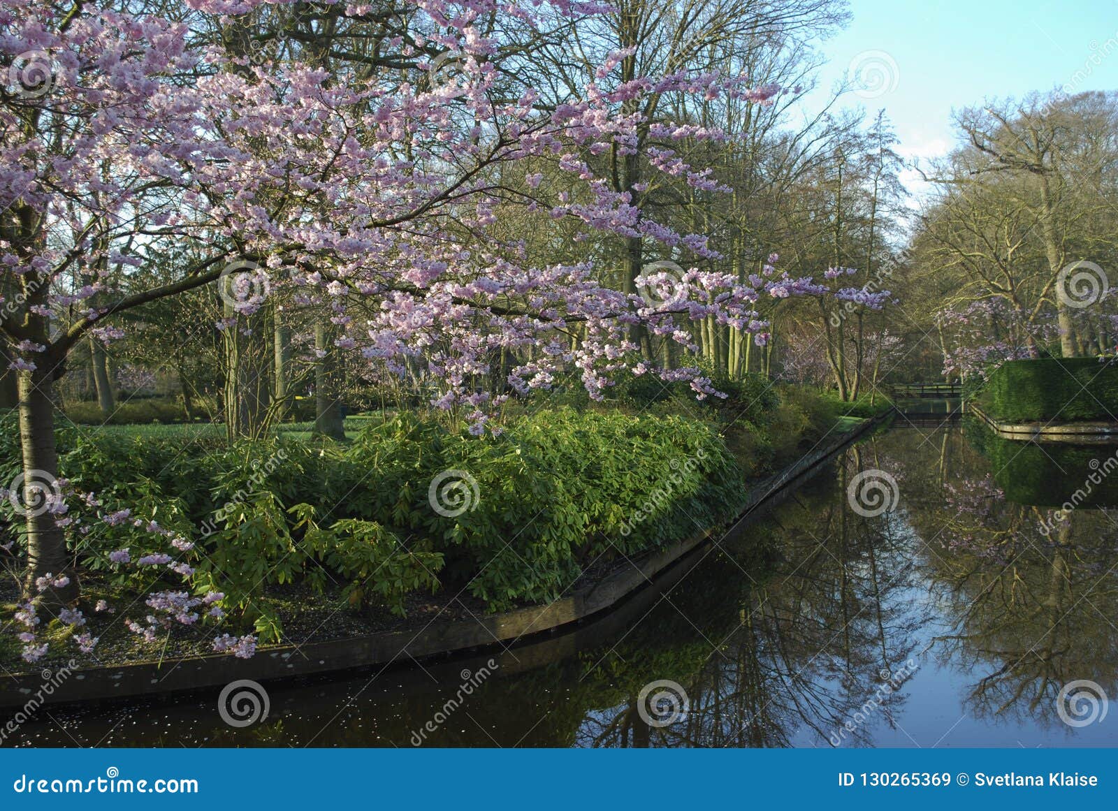 Pink Cherry Blossom Tree Grows on the River Side in the Park. Stock ...