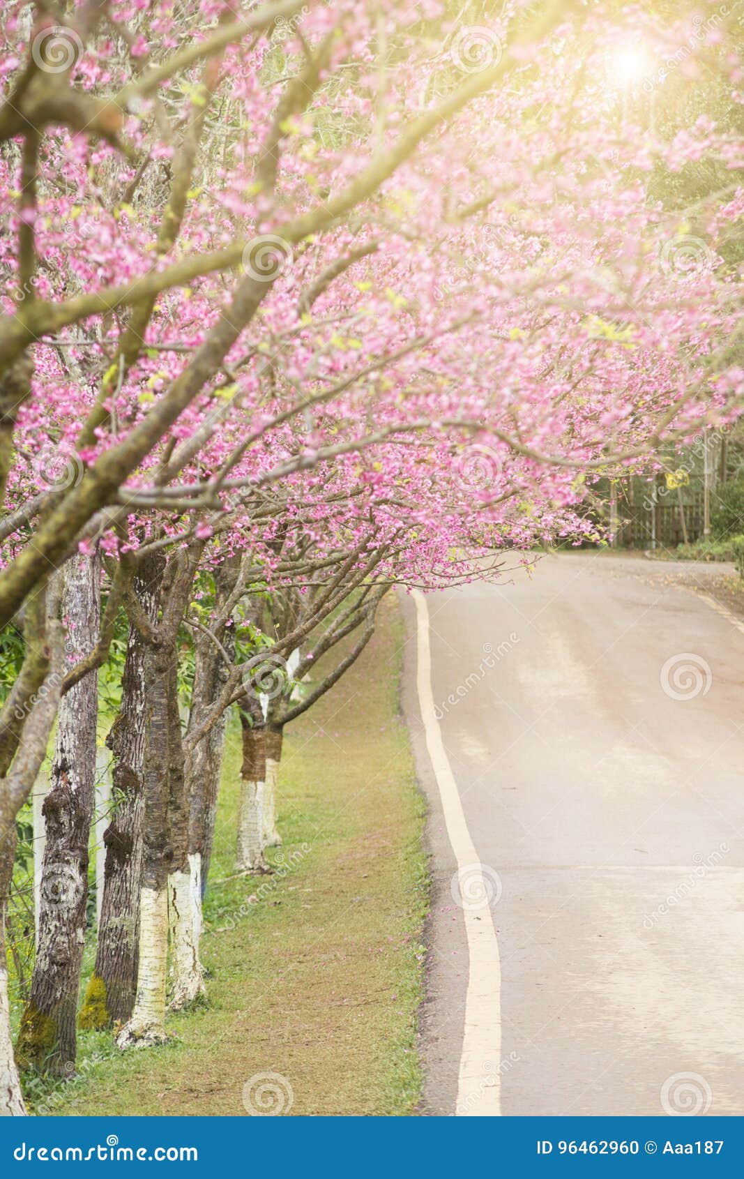 Pink Cherry Blossom Tree and Road Stock Photo - Image of landscape ...