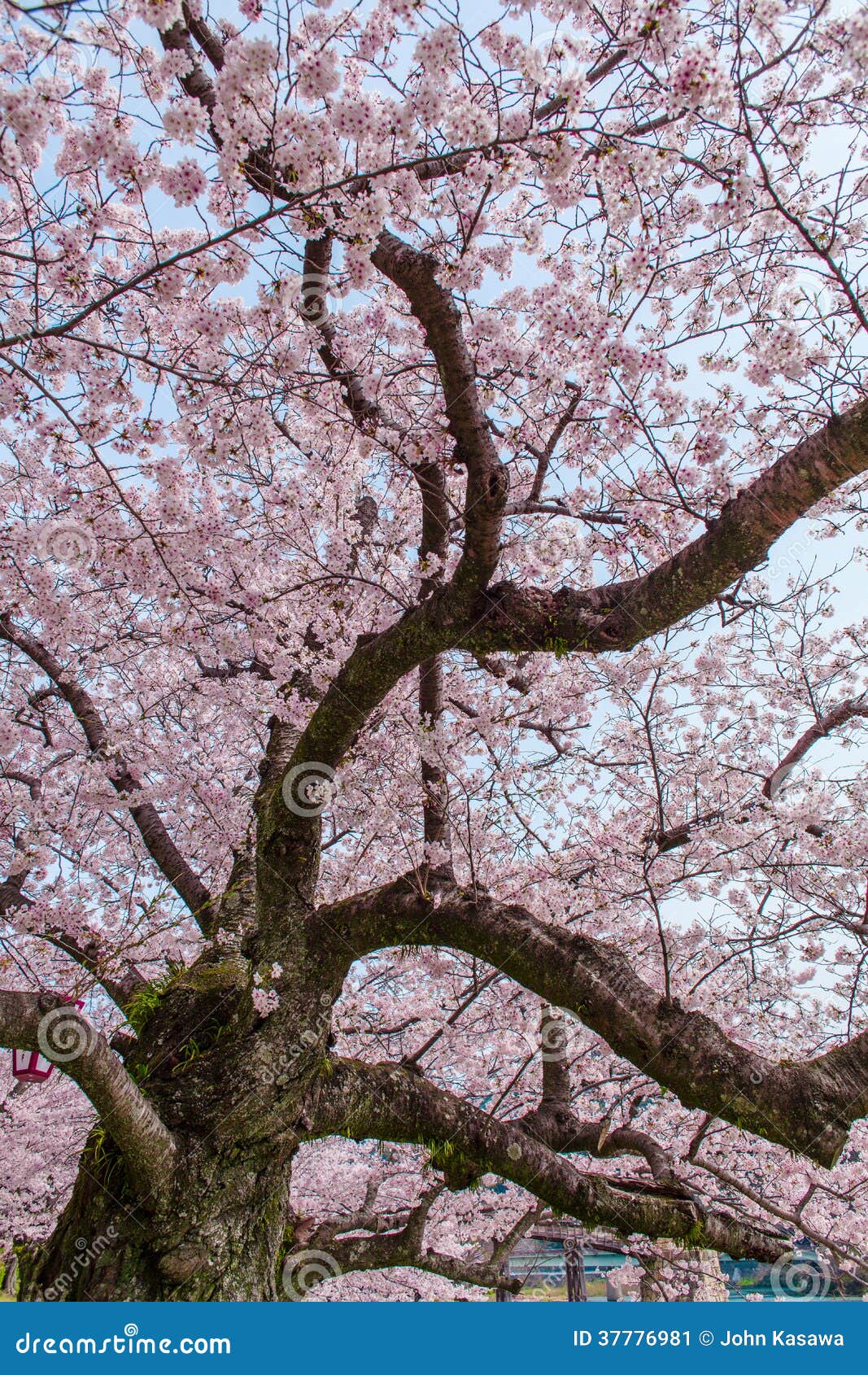 Pink Cherry Blossom Trees Along the Pathway in Spring, Japan Stock ...