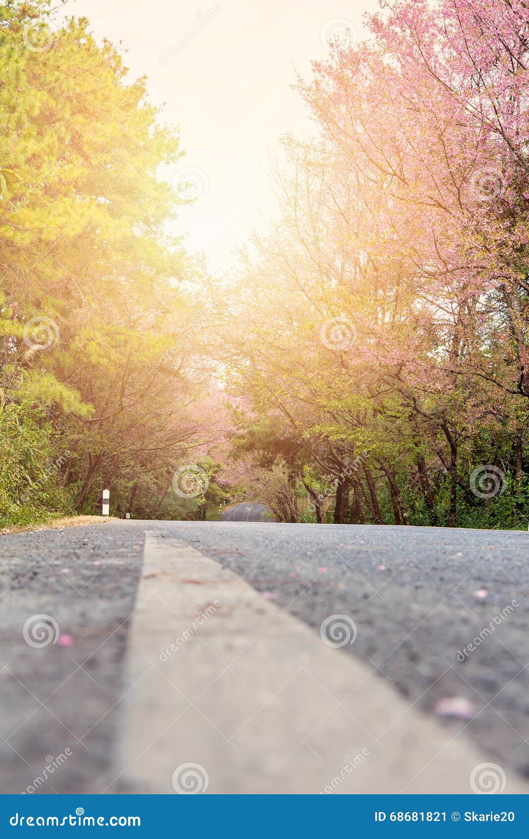 Pink Cherry Blossom Trees Tunnel Stock Image - Image of blossom, fresh ...