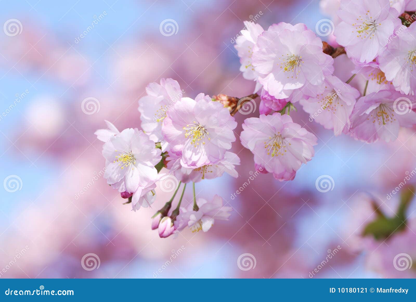 Pink cherry blossoms stock image. Image of season, petal - 10180121