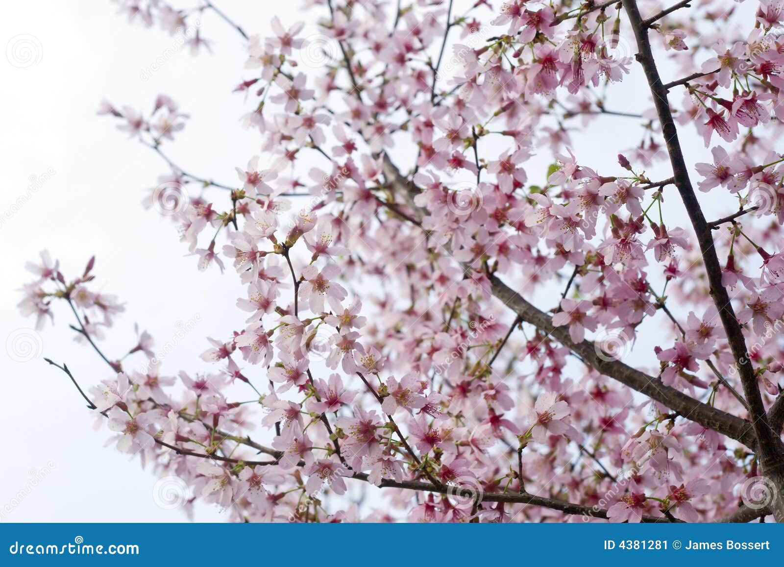 Pink cherry blossoms stock image. Image of branch, background - 4381281 Pink cherry blossoms stock image. Image of branch, background - 4381281