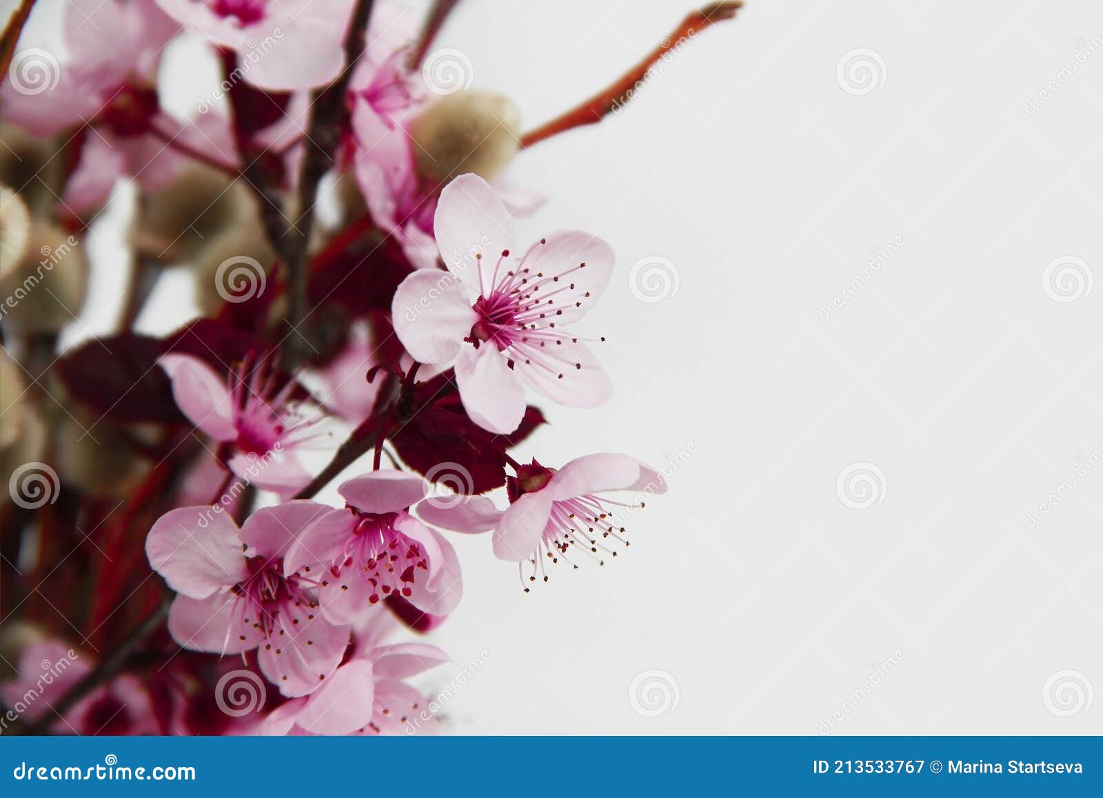 Pink Cherry Blossoms Sakura and Willow Branches Stock Image - Image of ...