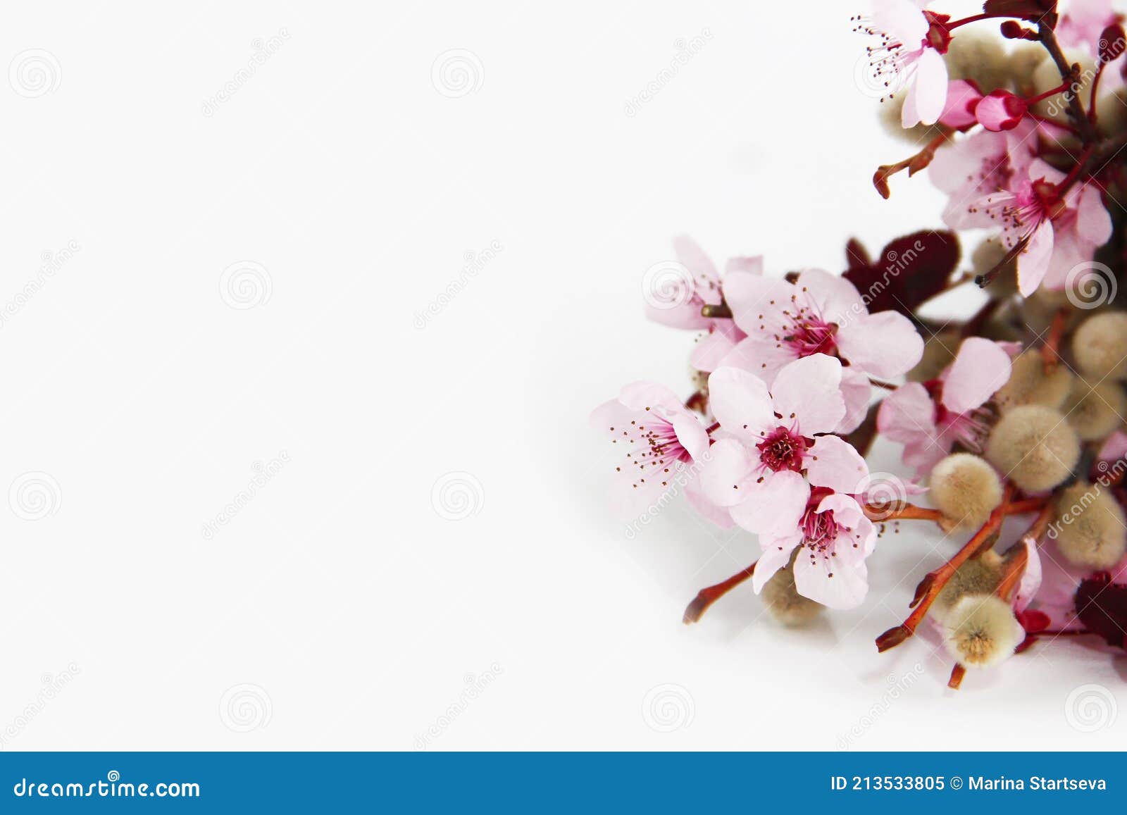 Pink Cherry Blossoms Sakura and Willow Branches Stock Image - Image of ...