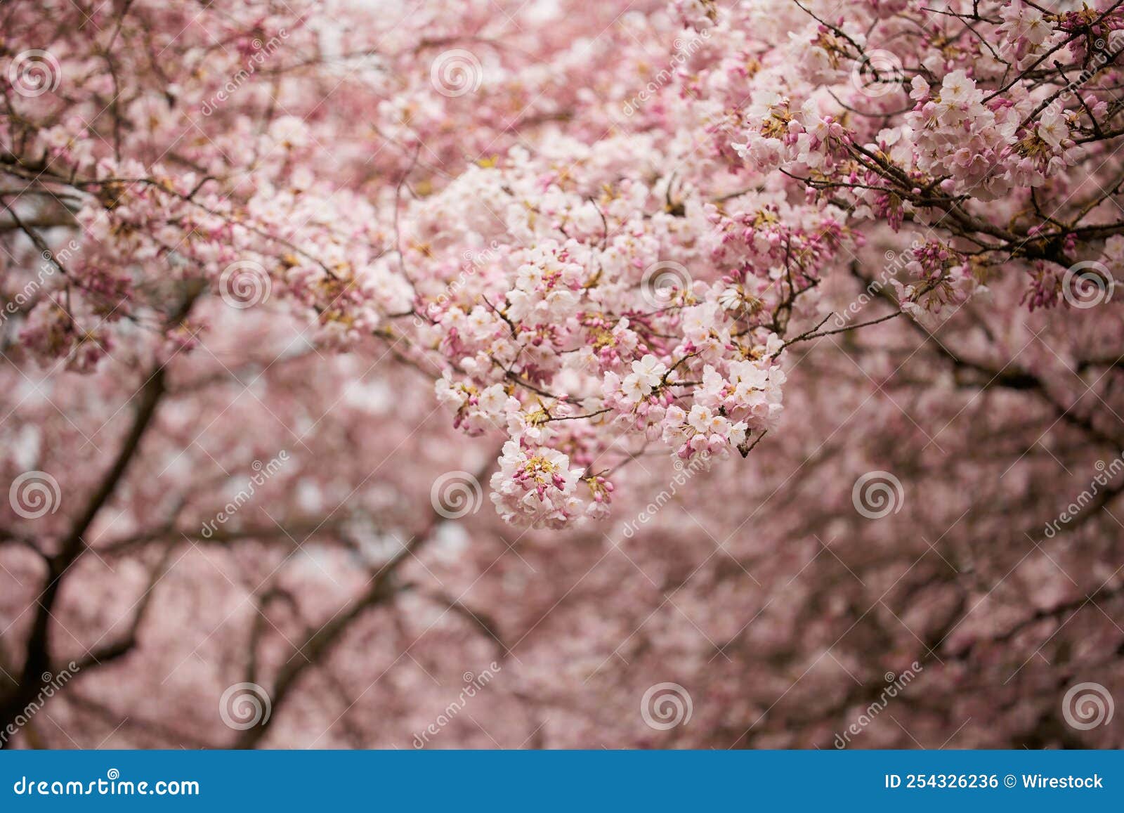 Pink Cherry Blossoms tree stock photo. Image of bloom - 254326236