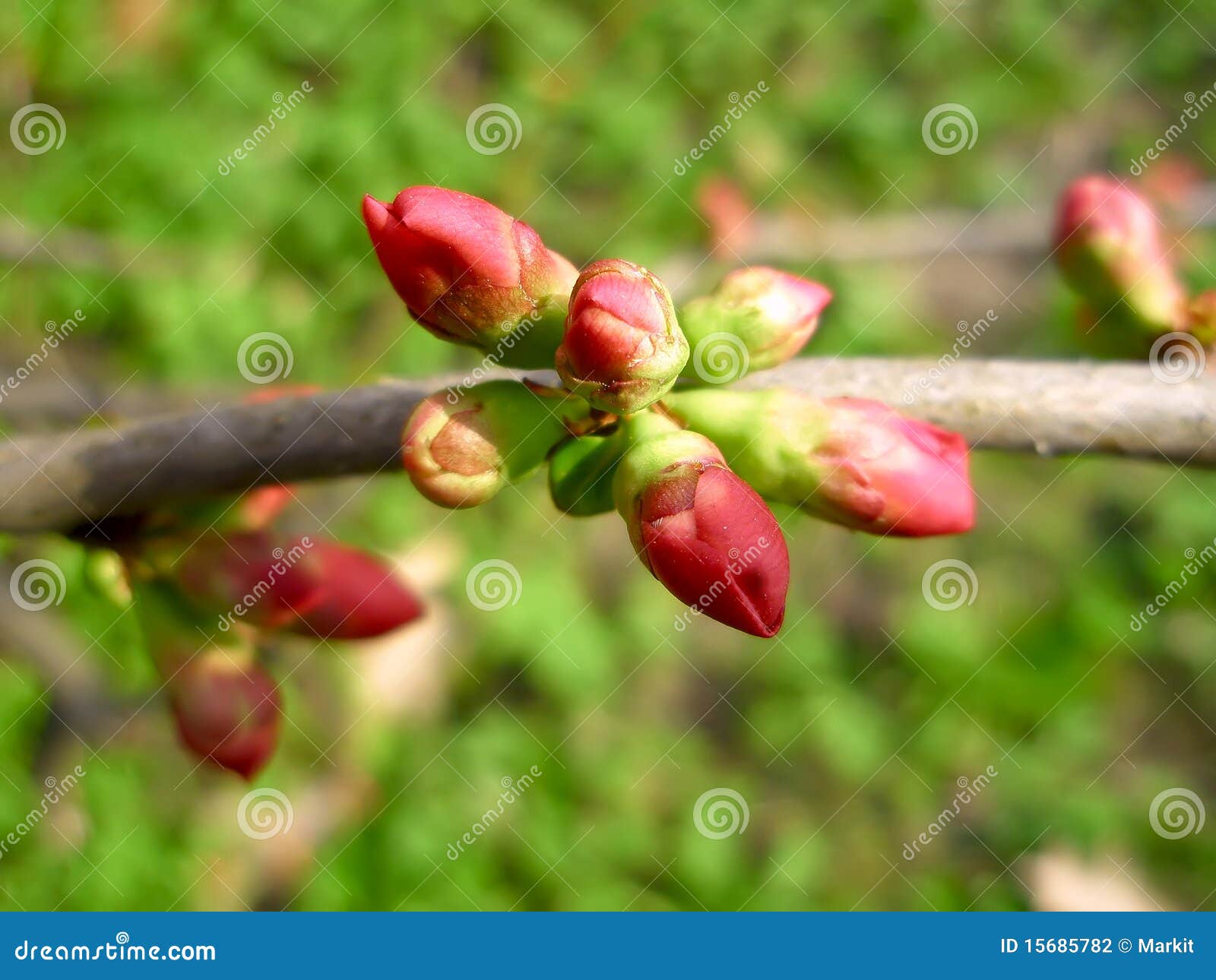 Pink Cherry Buds on the Twig Stock Photo - Image of growth, background ...