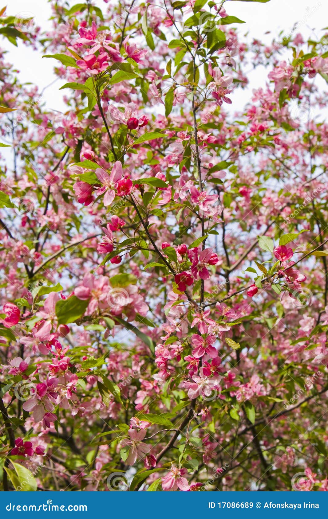 Pink cherry flowers stock image. Image of blossom, plant - 17086689
