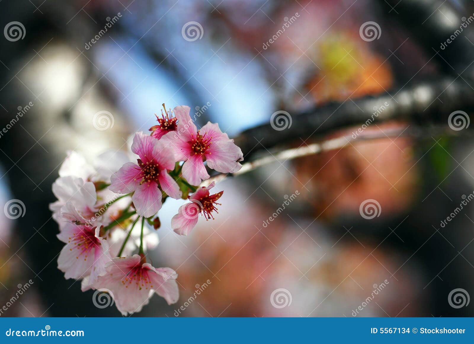 Pink Cherry Flowers Blooming in March Month Stock Photo - Image of ...