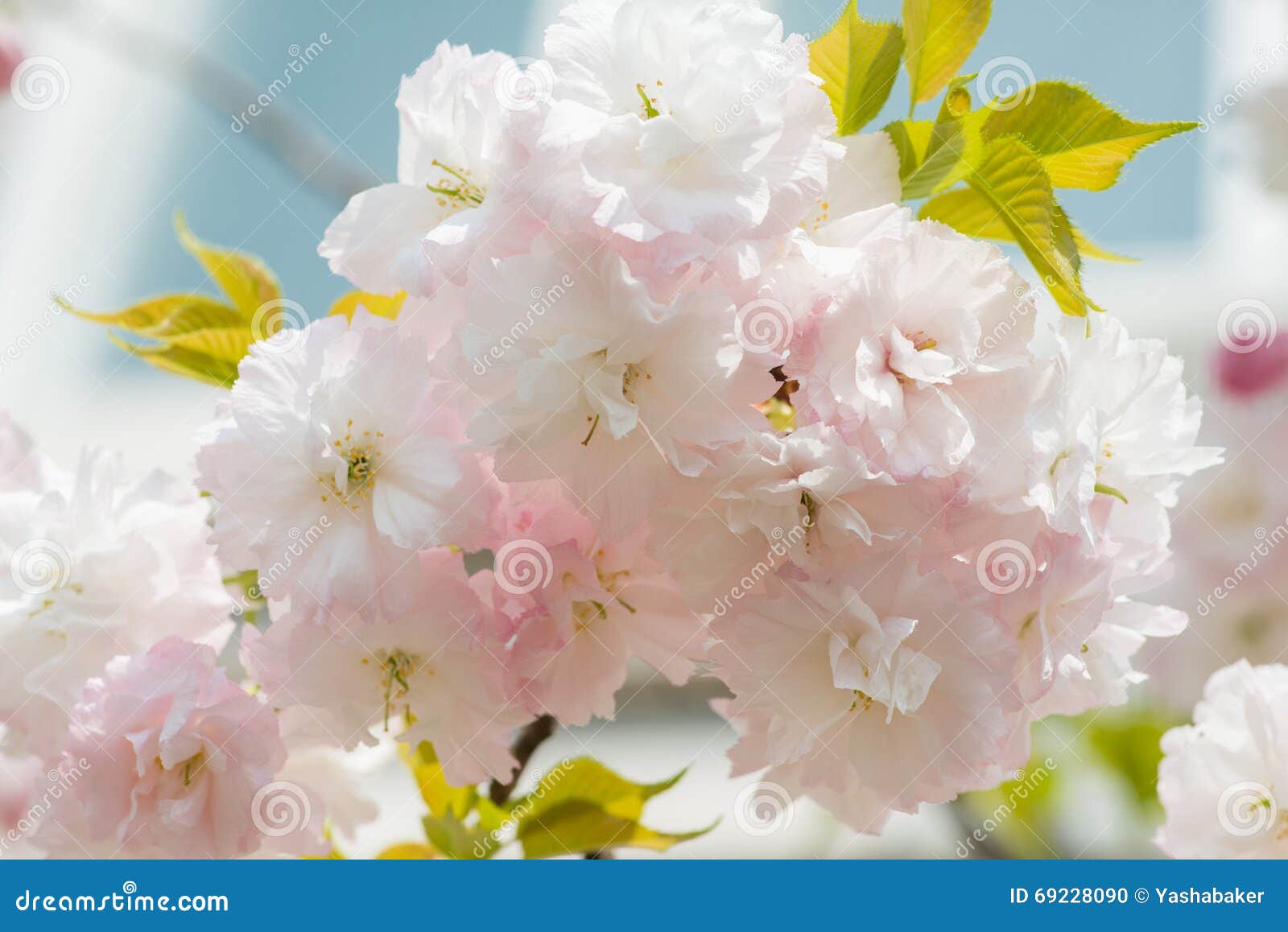Pink Cherry Flowers Blooming Stock Photo - Image of cherry, pink: 69228090