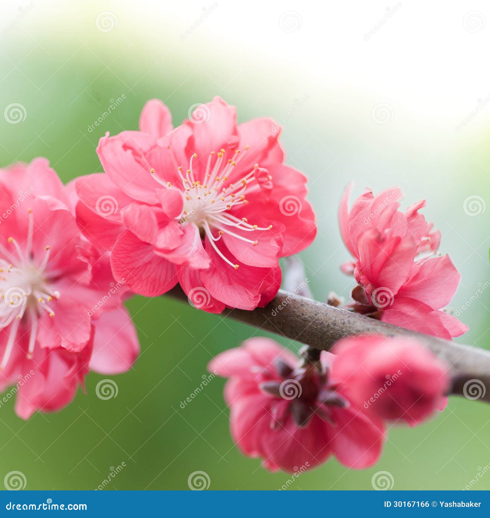 Pink cherry tree stock photo. Image of blurred, fruit - 30167166