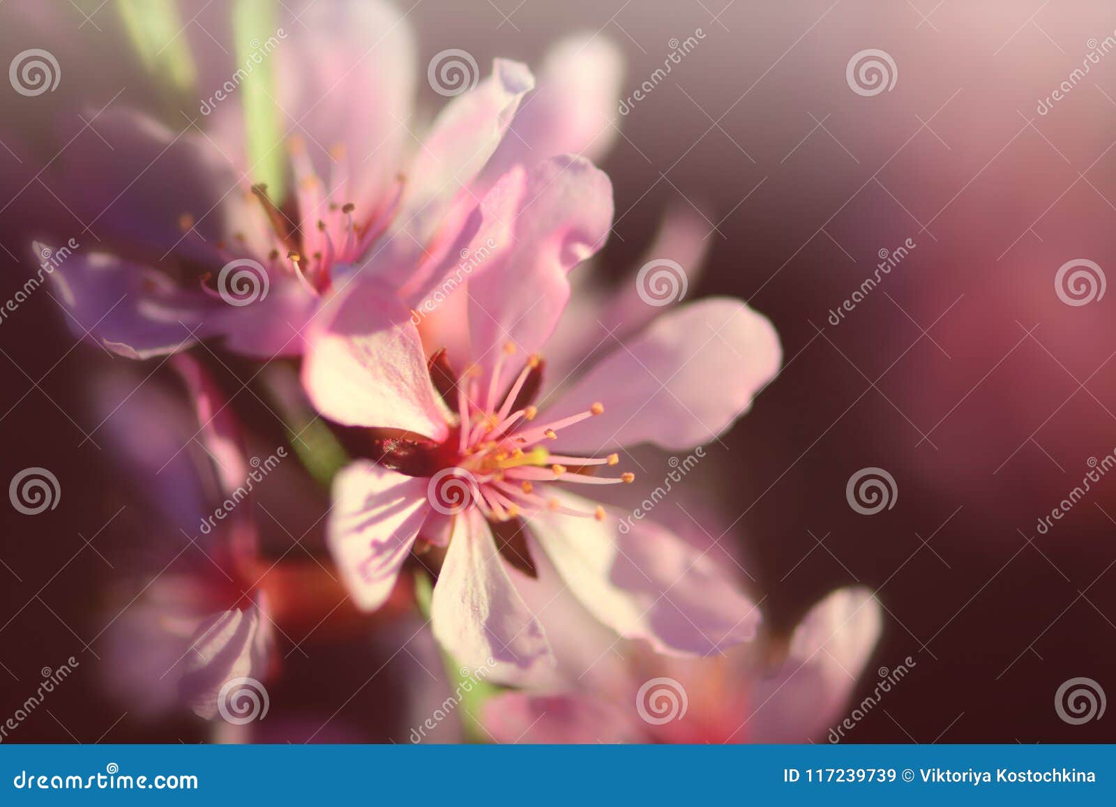 Pink cherry flowers stock image. Image of flora, spring - 117239739
