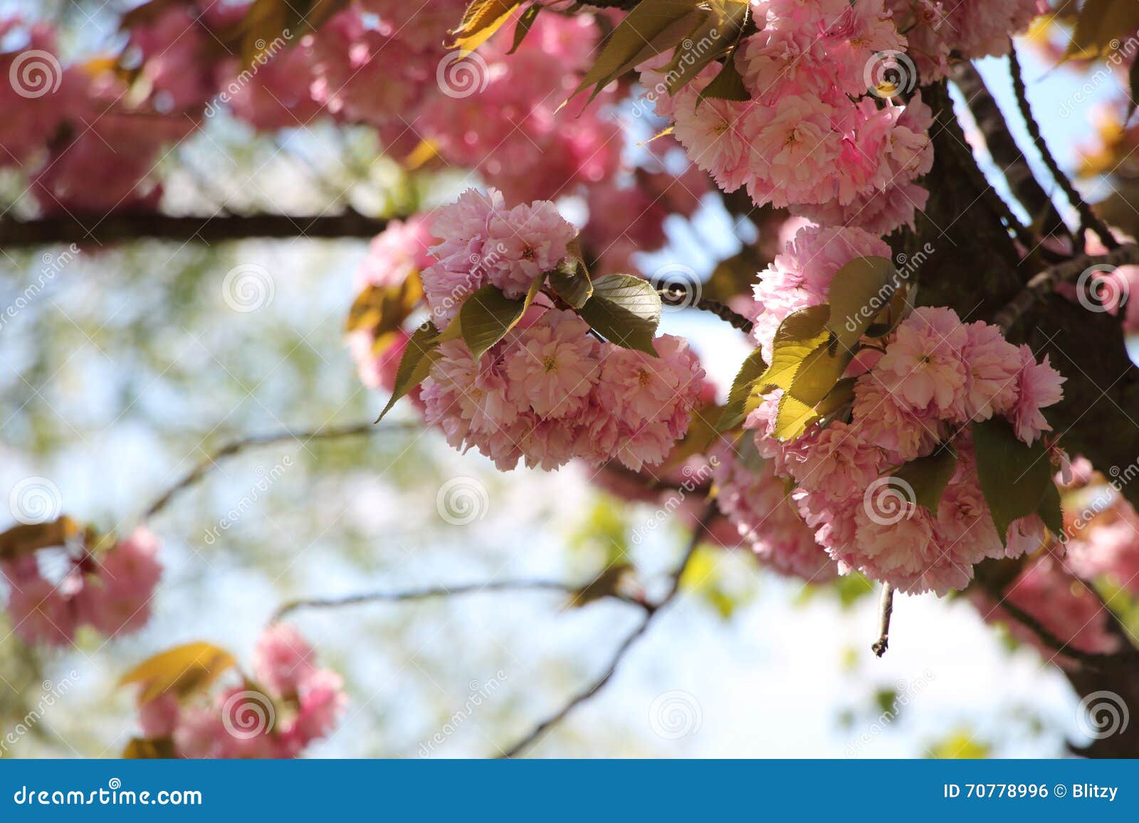 Pink Cherry Japanese Tree Flowers Stock Photo - Image of japanese ...